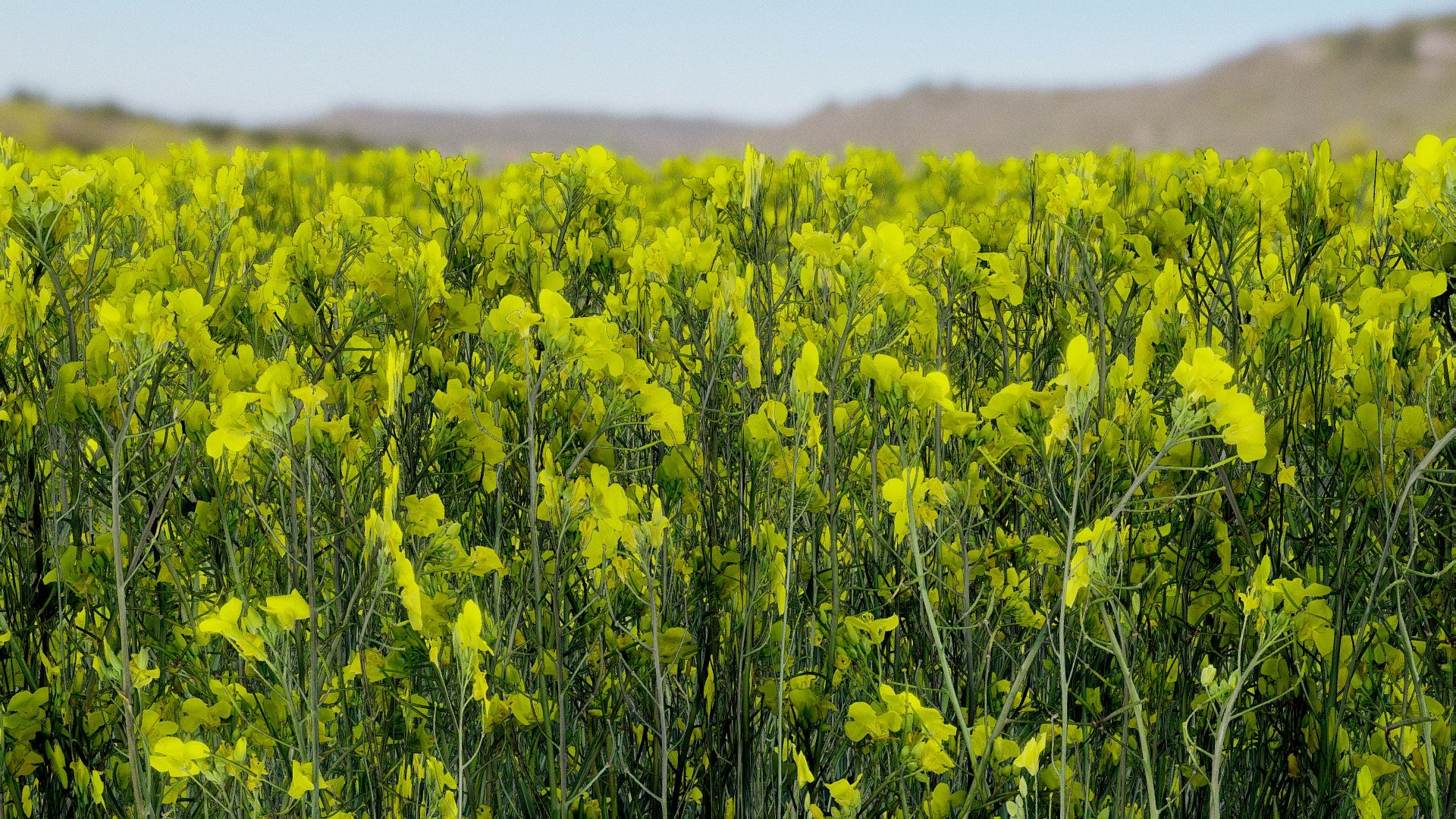 Rapeseed - Crop - 3D model by Studio Lab (@studiolab.dev) [9b8ecd3 ...