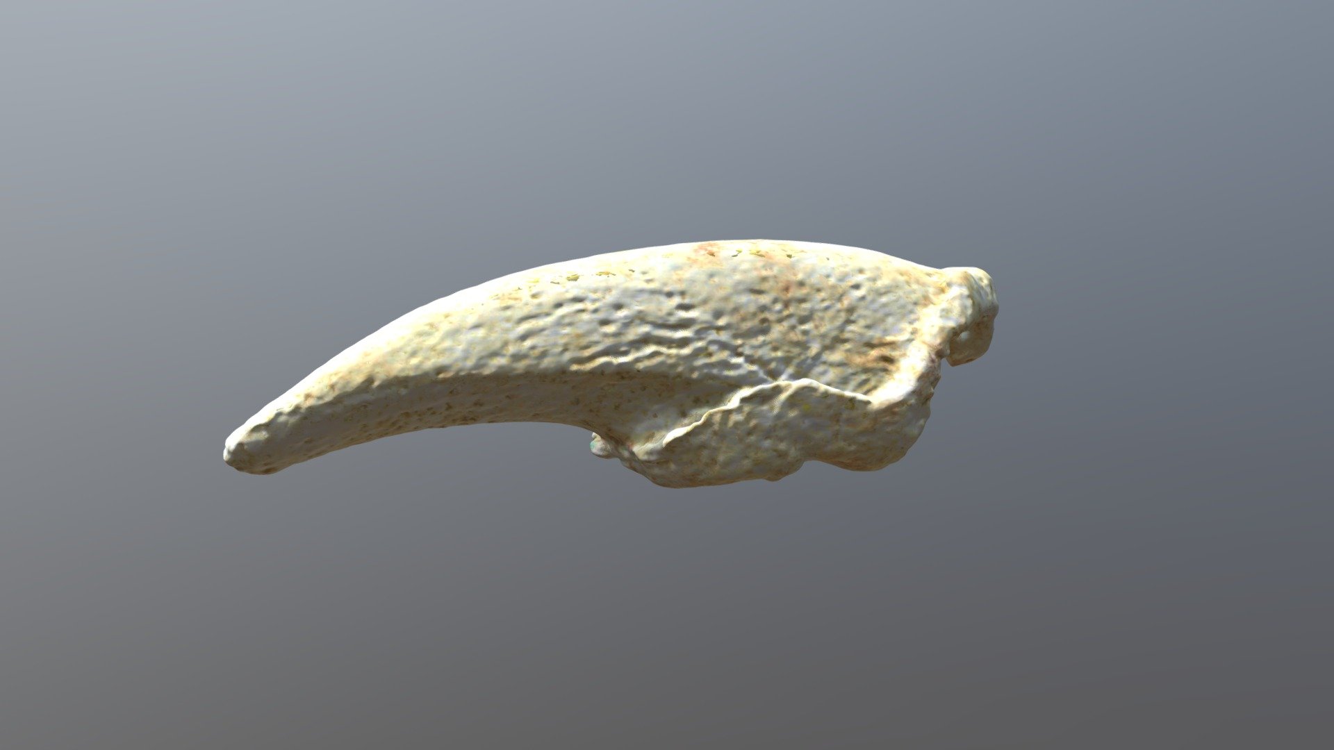 Paramylodon Claw (VCU_3D_3090) - Download Free 3D model by Virtual ...