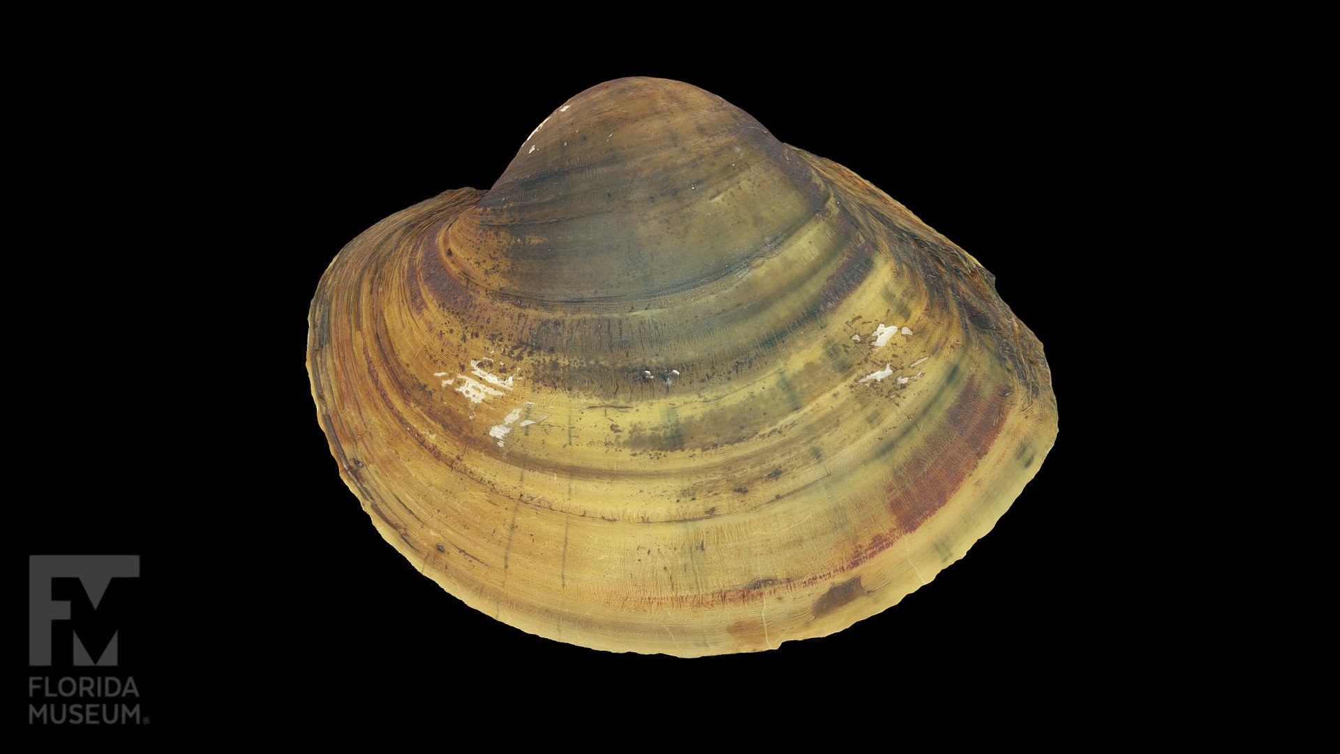 Southern Pocketbook - Freshwater Mussel - 3D model by FloridaMuseum ...