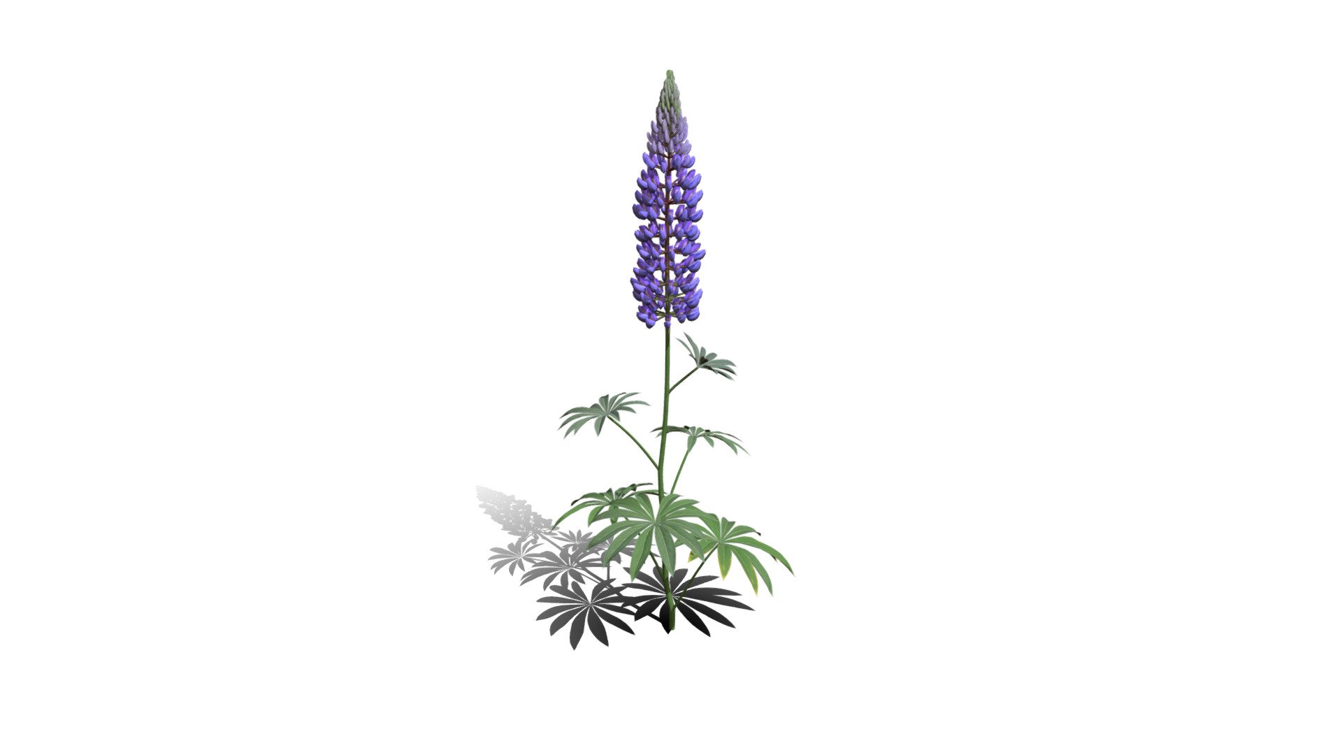 Realistic HD Large-leaved lupine (7/18) - Download Free 3D model by ...