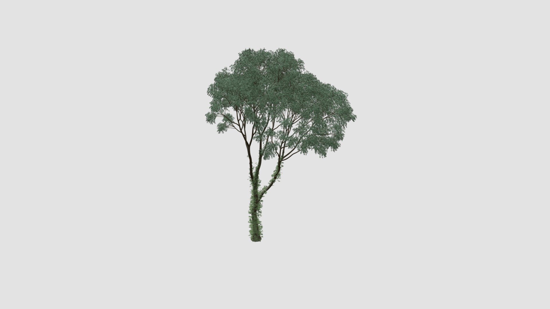 tree - Buy Royalty Free 3D model by Evermotion [9b9c94c] - Sketchfab Store