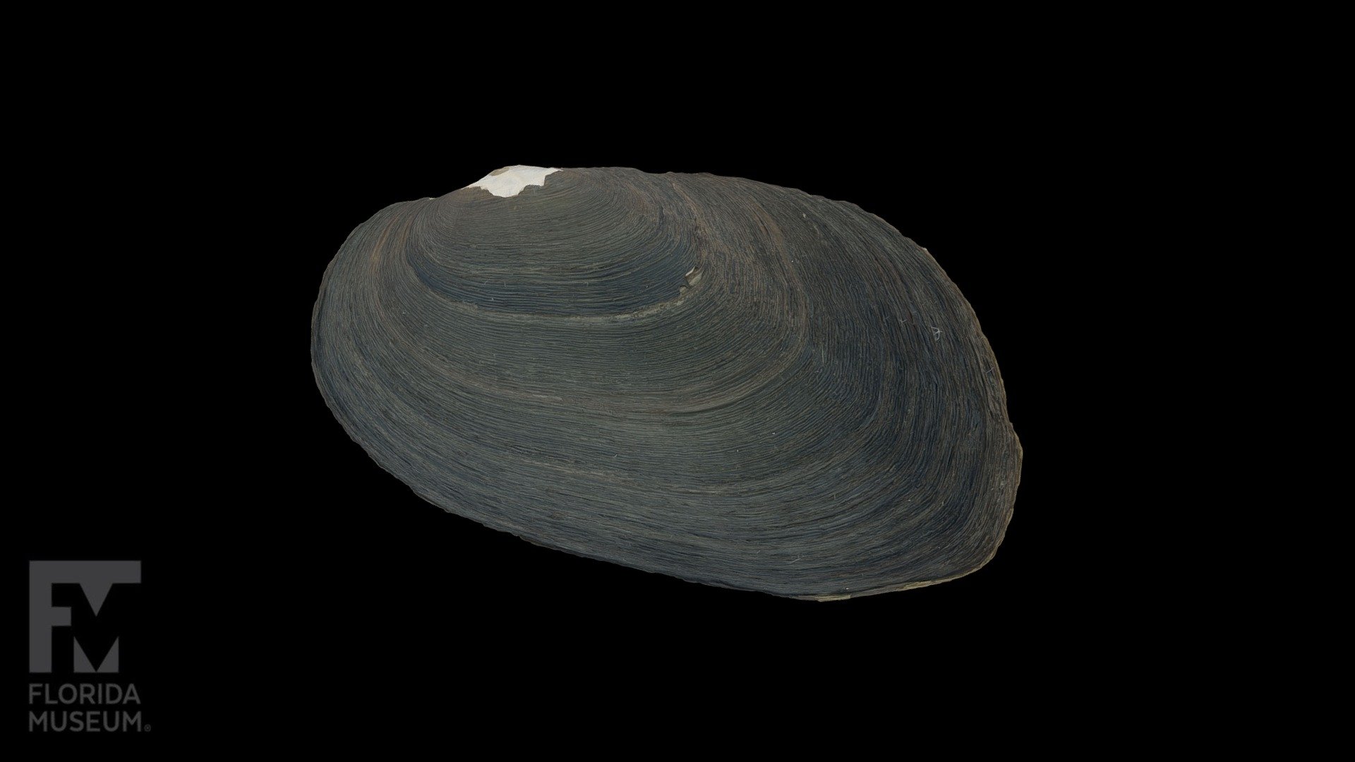 Hidden Spike - Freshwater Mussel - 3D model by FloridaMuseum [9b9cda1 ...