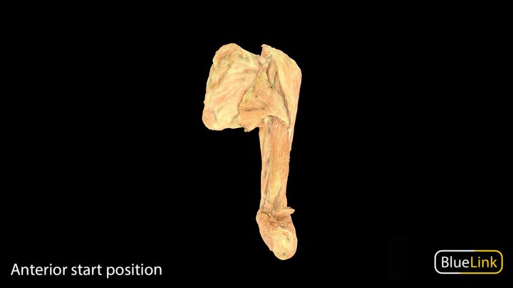 Triceps 3D models - Sketchfab