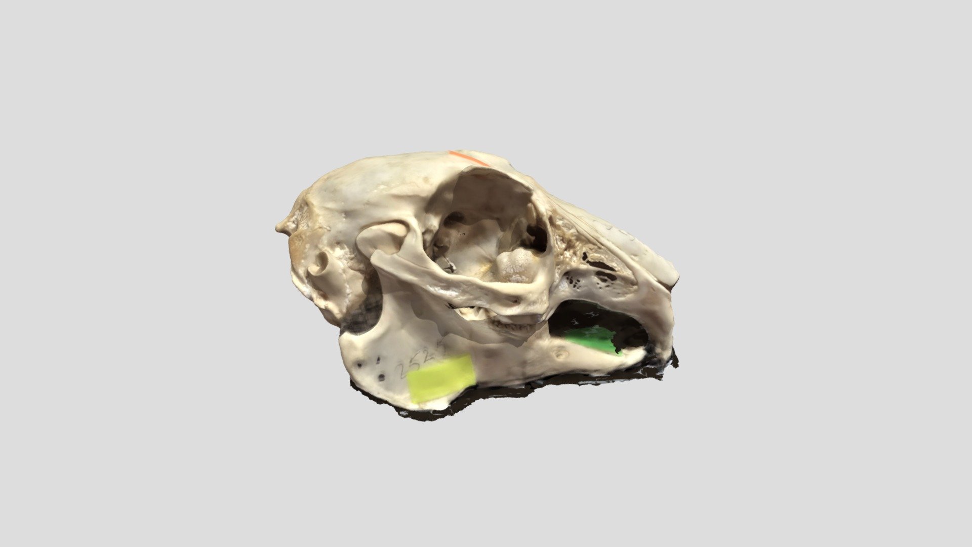 Rabbit skull - Download Free 3D model by alessandro (@alessandrorima ...