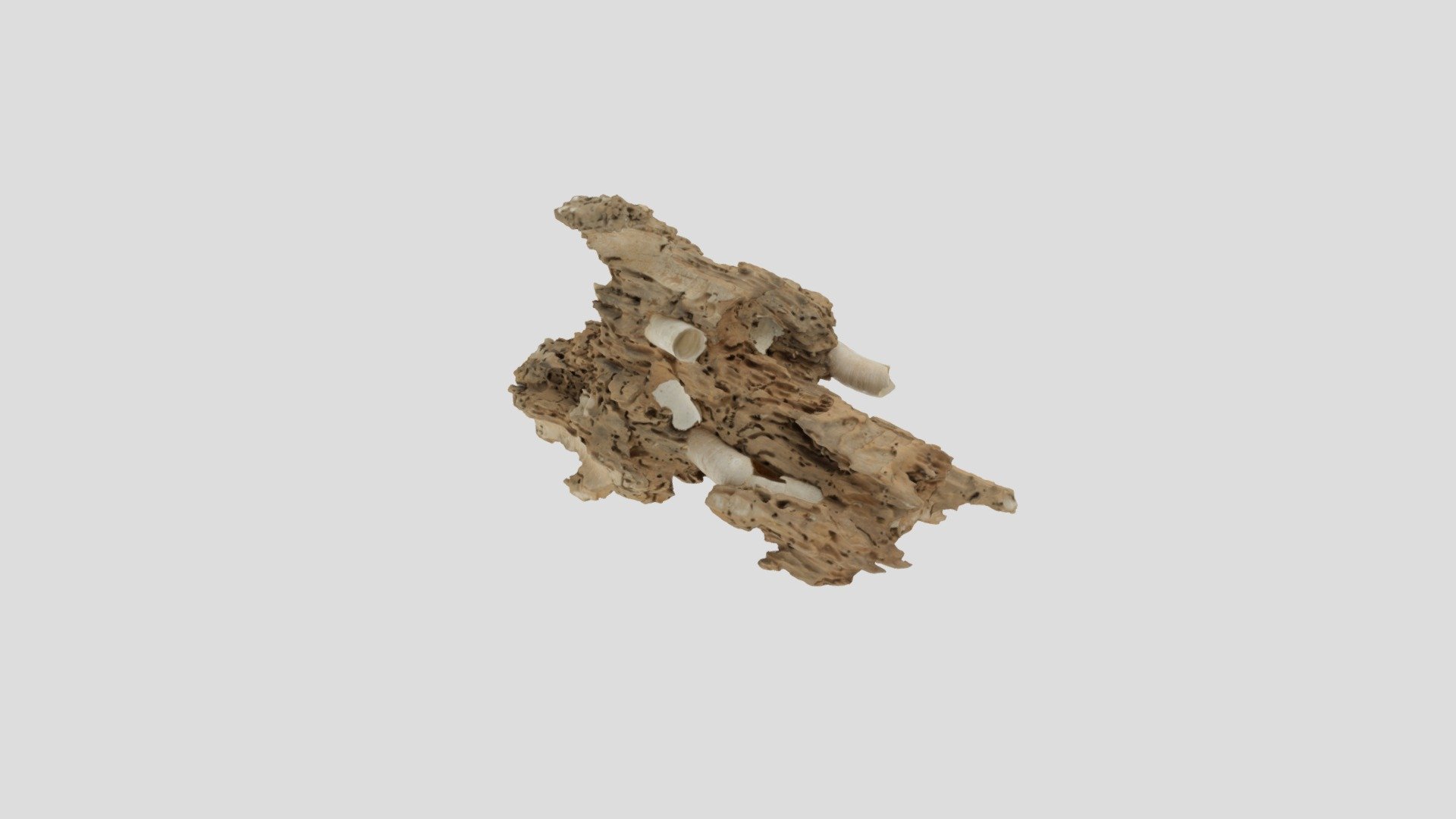 Teredo navalis - 3D model by SMA-UniGe [9bbaac1] - Sketchfab