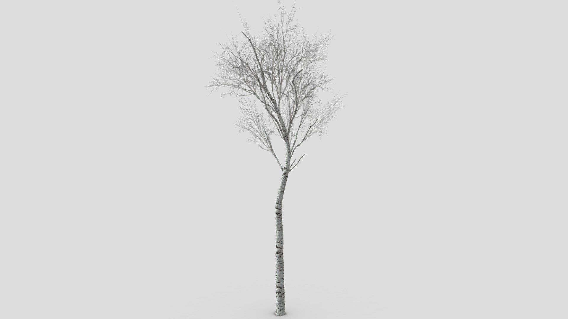 White Birch Tree-ST-37 - Buy Royalty Free 3D model by ASMA3D [9bbb57c ...