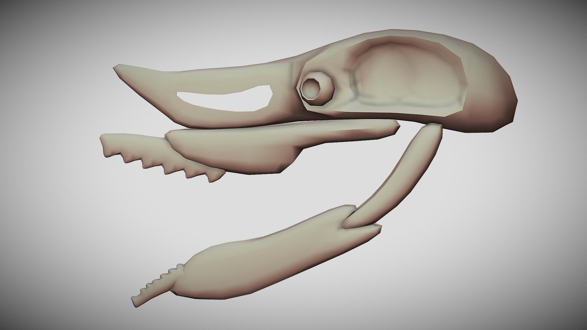 Edestus Skull - Download Free 3D model by AllThingsSaurus [9bbd64c ...