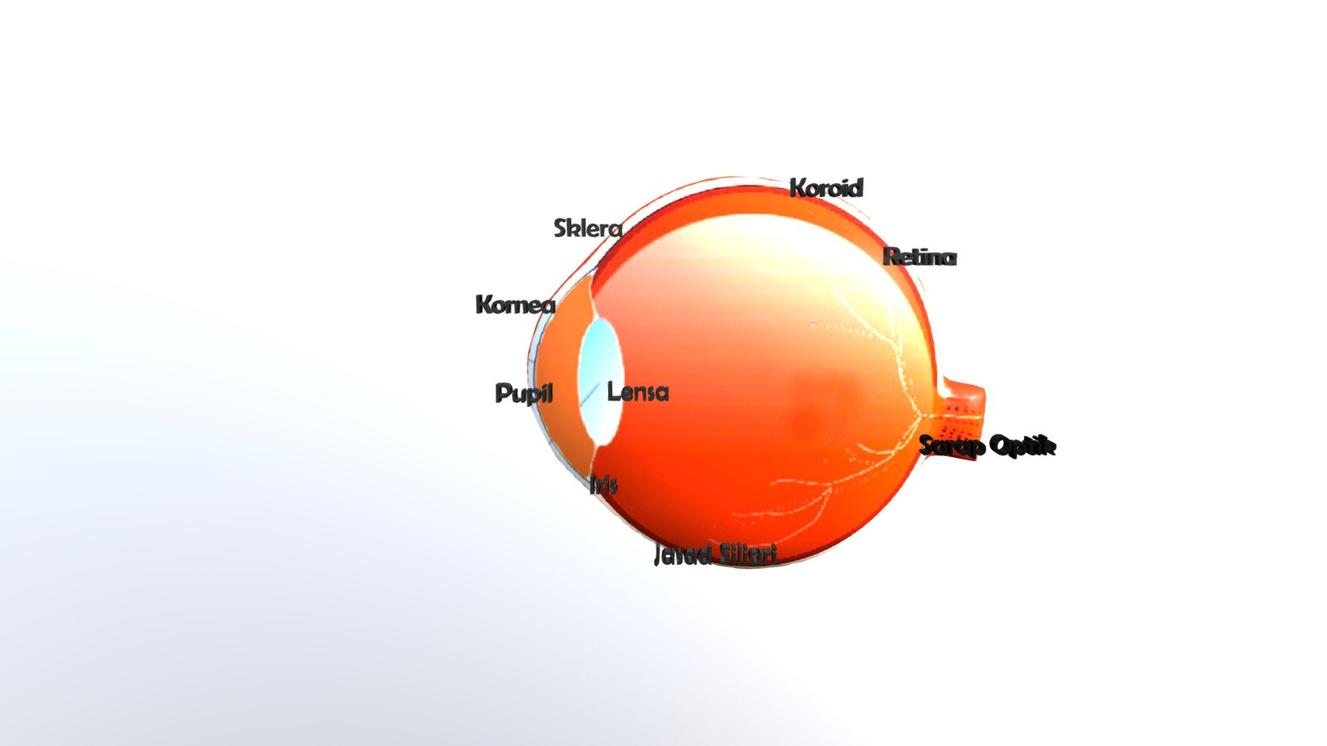 Bagian Mata dan Fungsinya - Download Free 3D model by angga88 [9bbe24c ...