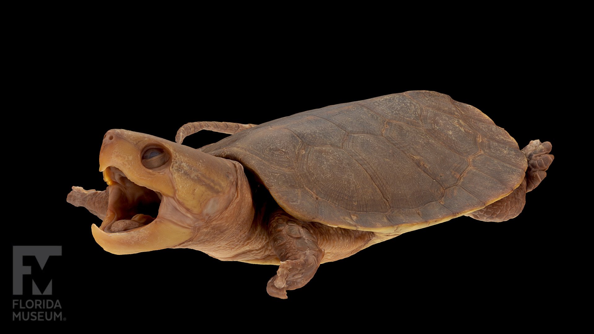 Big-headed turtle (preserved) - 3D model by FloridaMuseum [9bbe44e ...