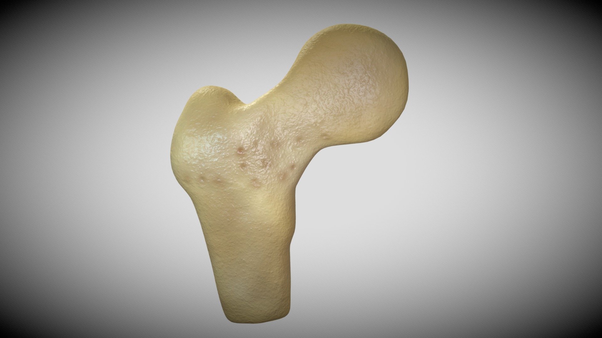 Bone - Download Free 3D model by BrainStation (@Sohila.Lotfy) [9bc1183 ...