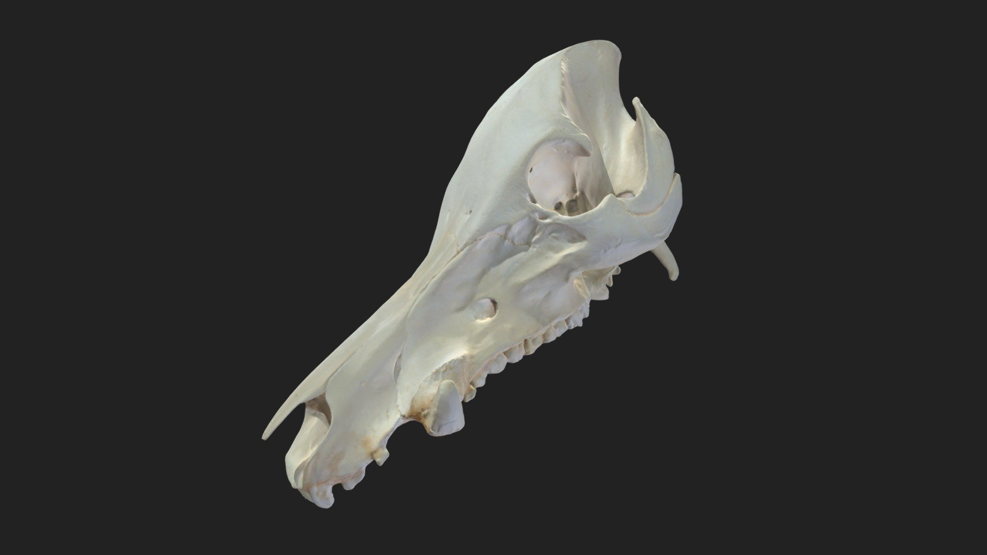 cranium (cranium) pig - 3D model by vetanatMunich [9bc1d58] - Sketchfab