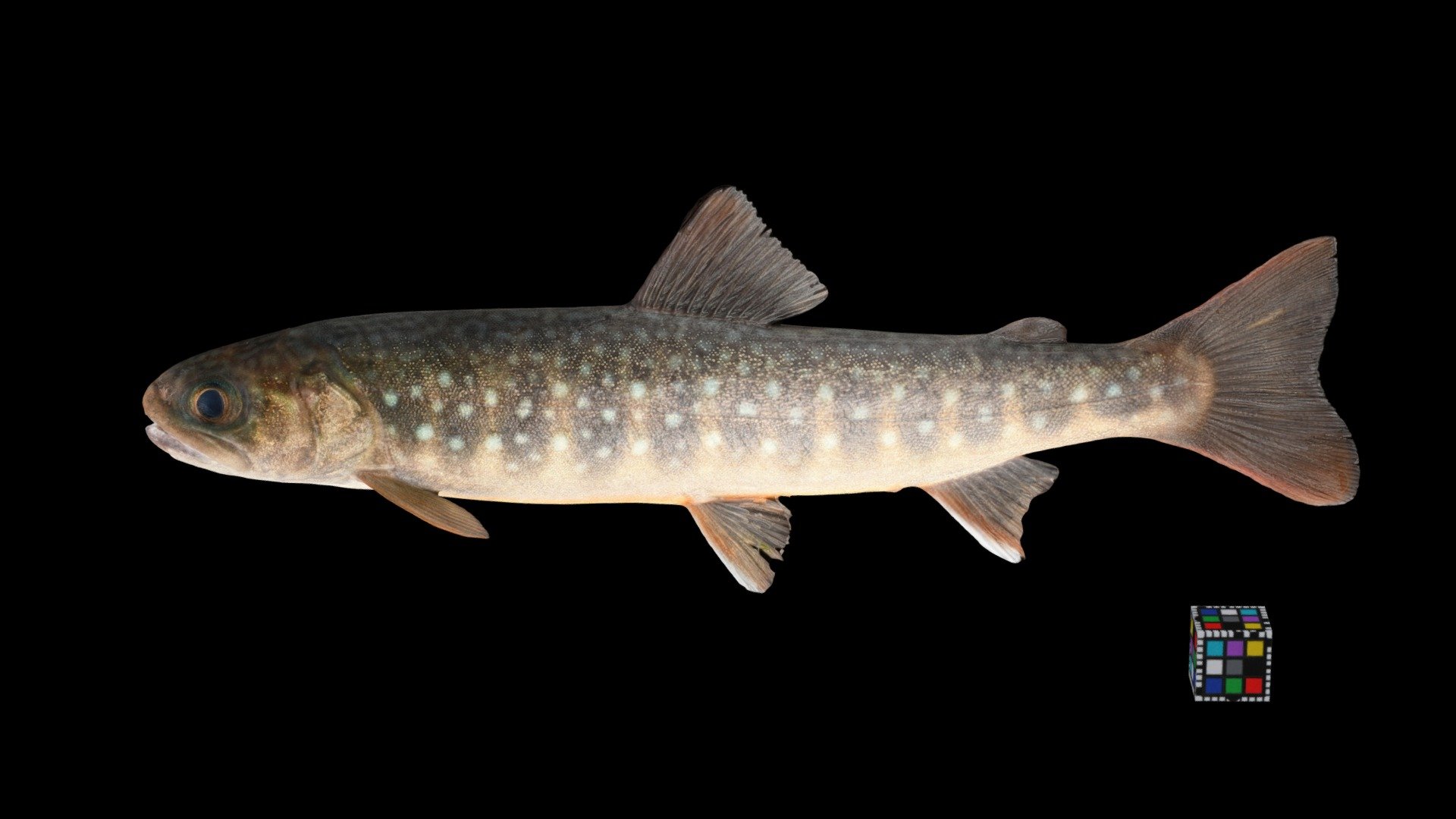 エゾイワナ ♀ White-spotted Charr, S. leucomaenis - Download Free 3D model by ...
