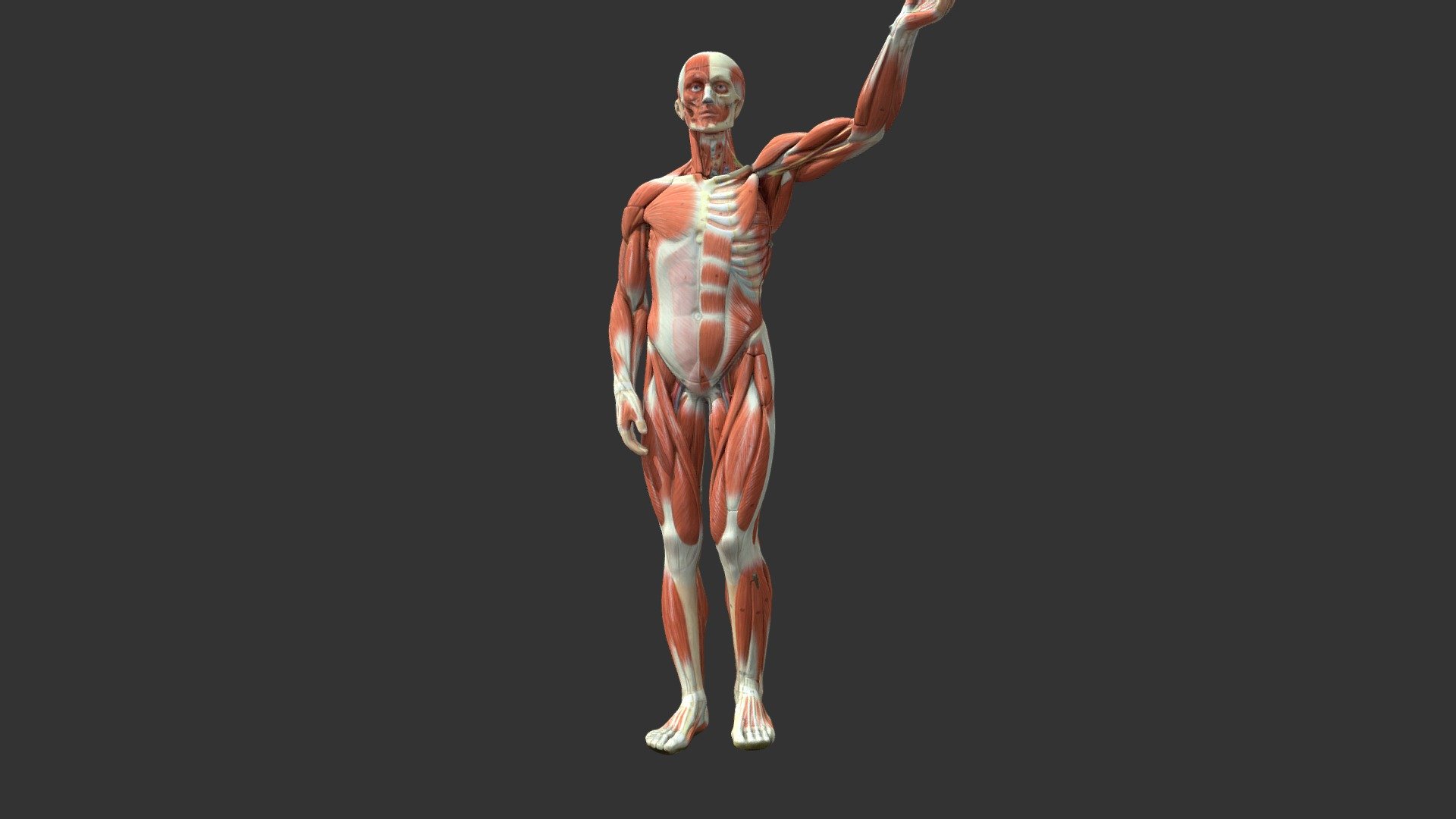 3D human model 1 (external view) - 有標示 - 3D model by 輔仁大學 [9bc88c6 ...