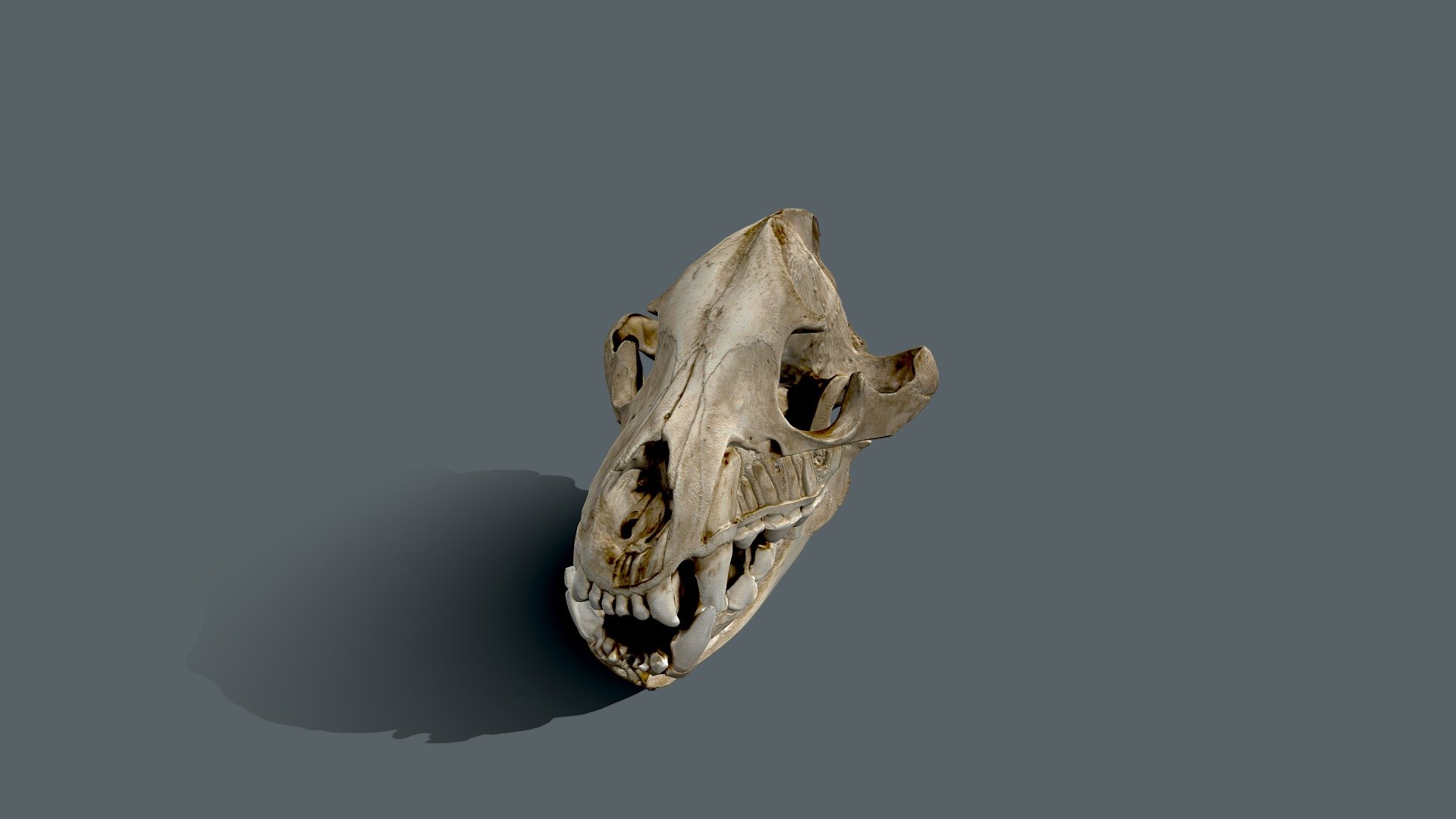 Hyena Skull - 3D model by University of Dundee, CAHID (@anatomy_dundee ...