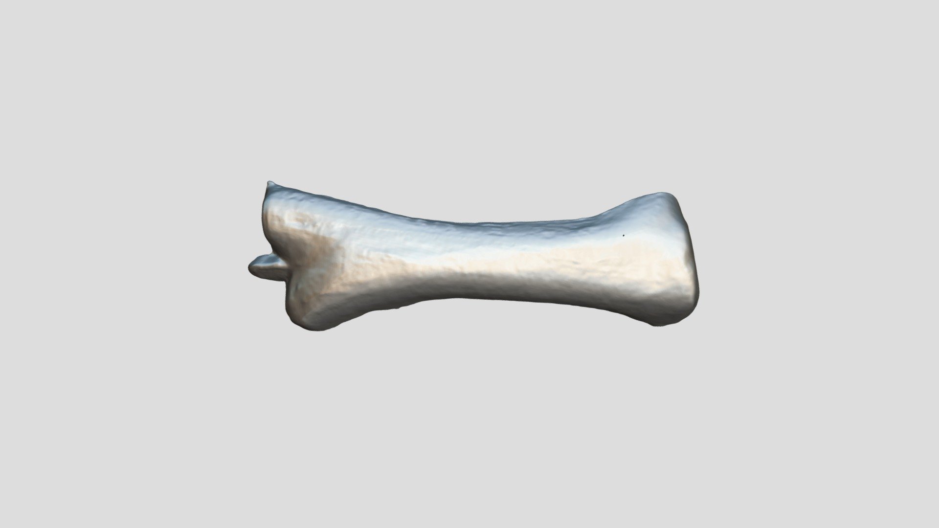 Palmer Mastodon Kit Femur L Pt2 (VCU_3D_5585) - 3D model by Virtual ...