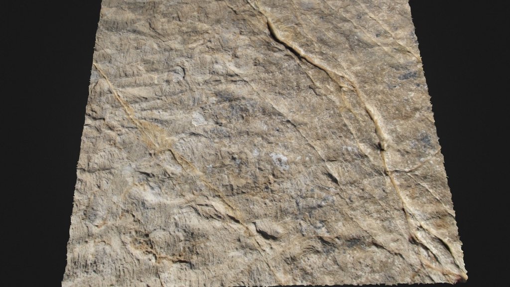 Fossil ripples, Crail - 3D model by Darren Eyers FSA Scot (@dazx ...