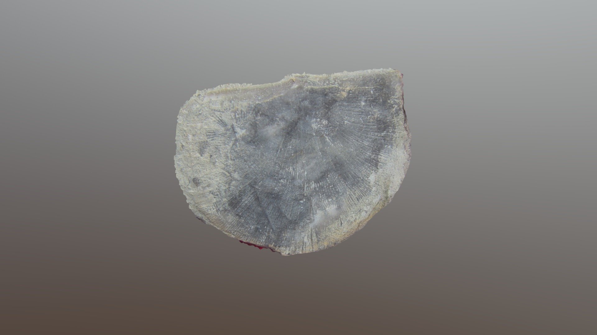 Brach for GSA - 3D model by Max Christie (@mchristie09) [9bd4eec ...
