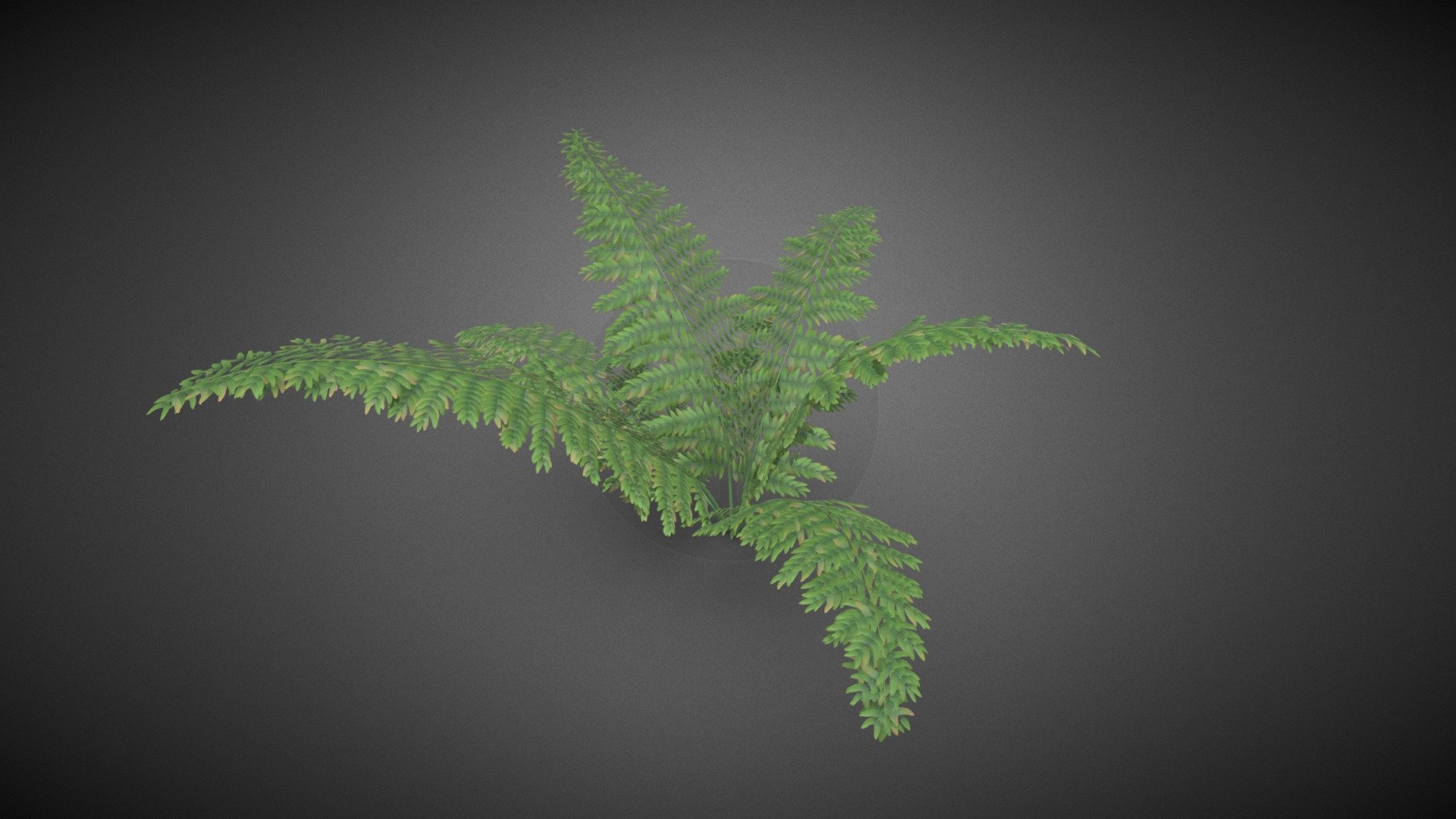 Ferns shrub flower - Buy Royalty Free 3D model by misitewang [9bd7a7e ...