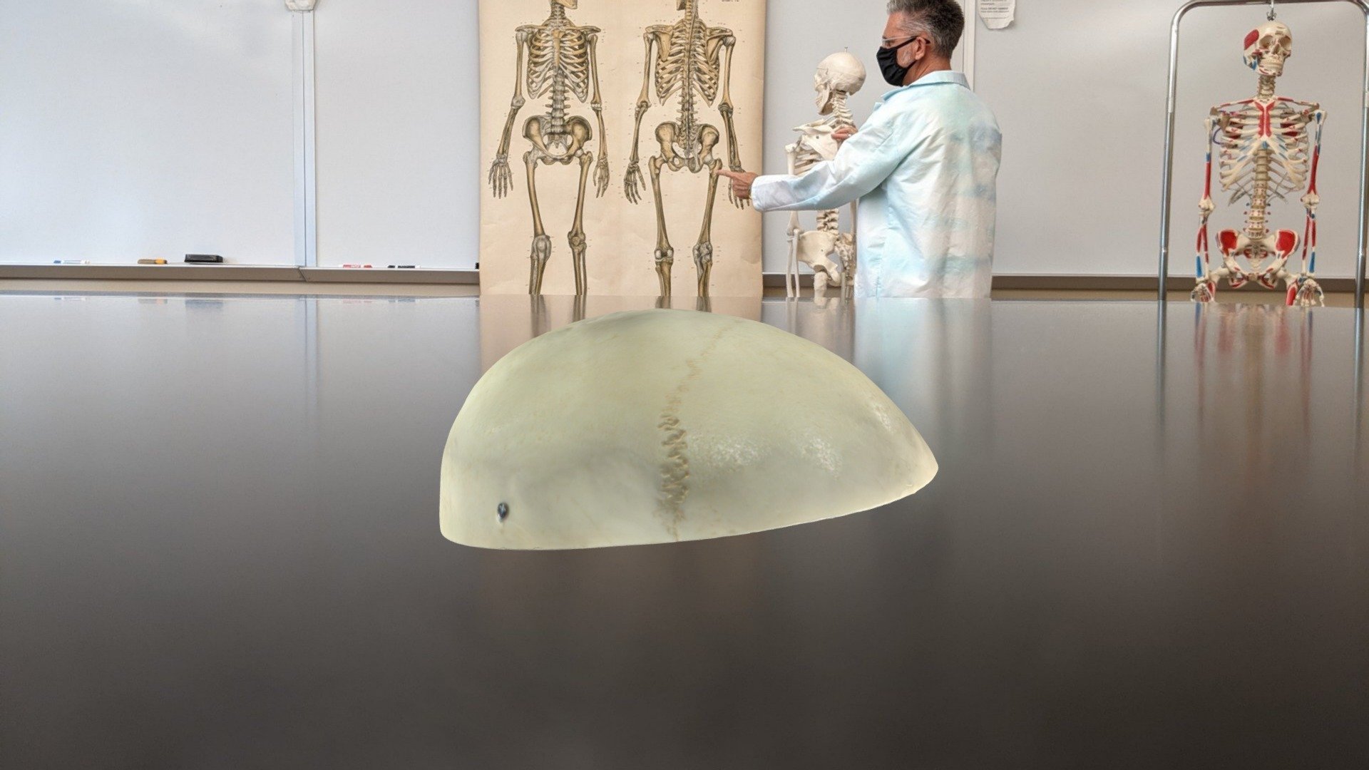 cranium - 3D model by Dr. Alex Cheroske (@aquaman27) [9bea0ae] - Sketchfab