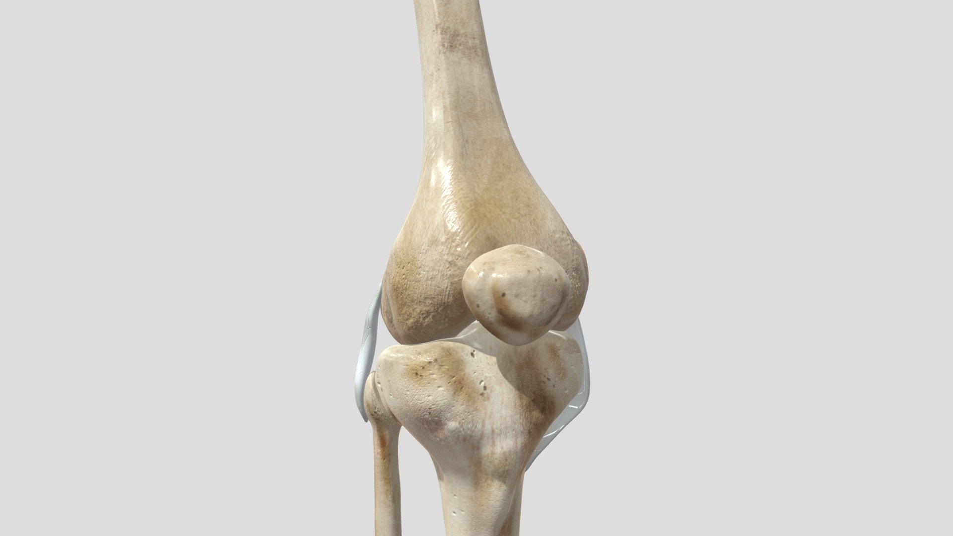 Knee joint model - 3D model by mshabbir [9bf21bf] - Sketchfab