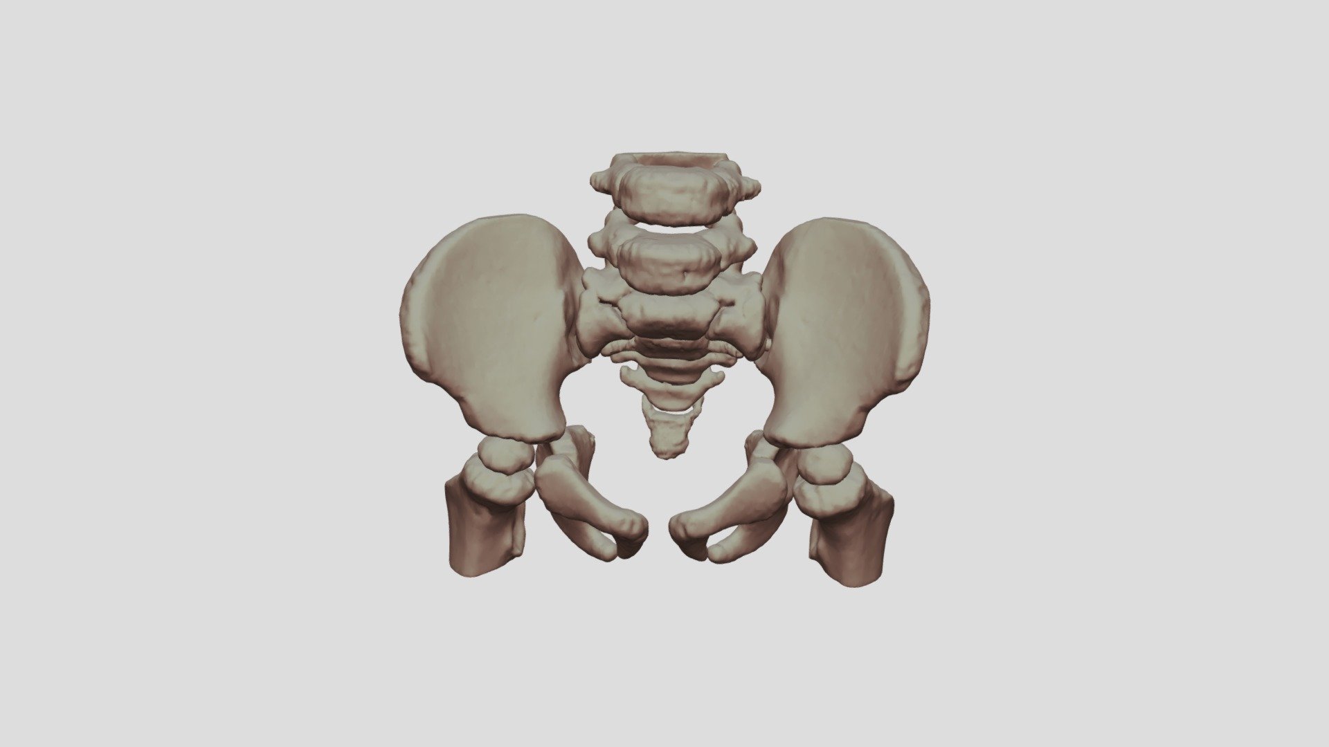 Pelvis w_ cylinders - 3D model by nascene [9bf502b] - Sketchfab