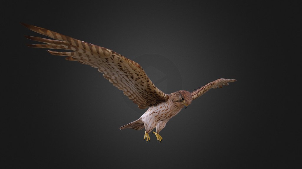 Torenvalk - 3D model by create_studio (@create_multimedia) [9c0755a ...