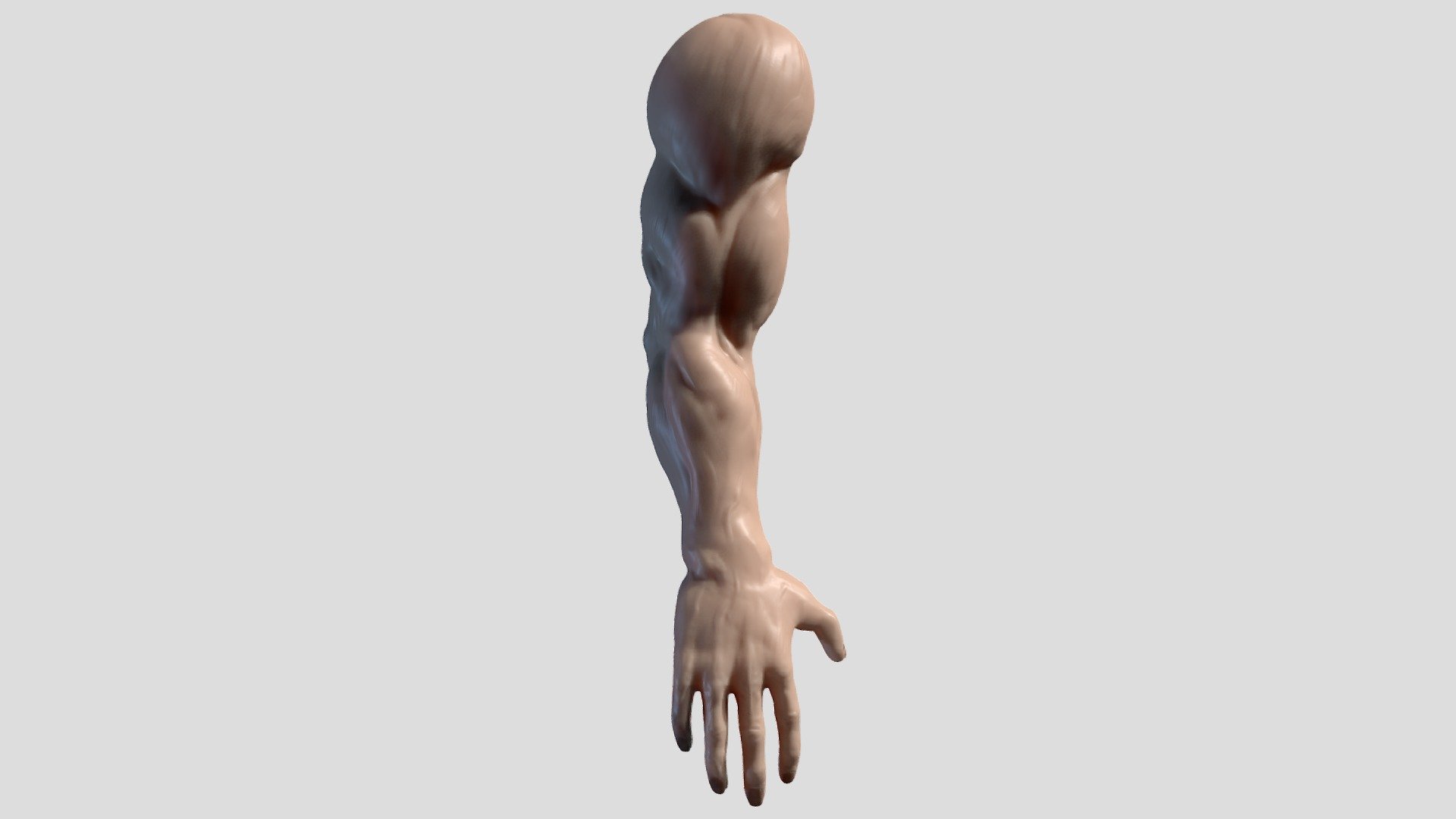 Arm Study - 3D model by Alexandru Fasie (@alexfasie) [9c0c728] - Sketchfab