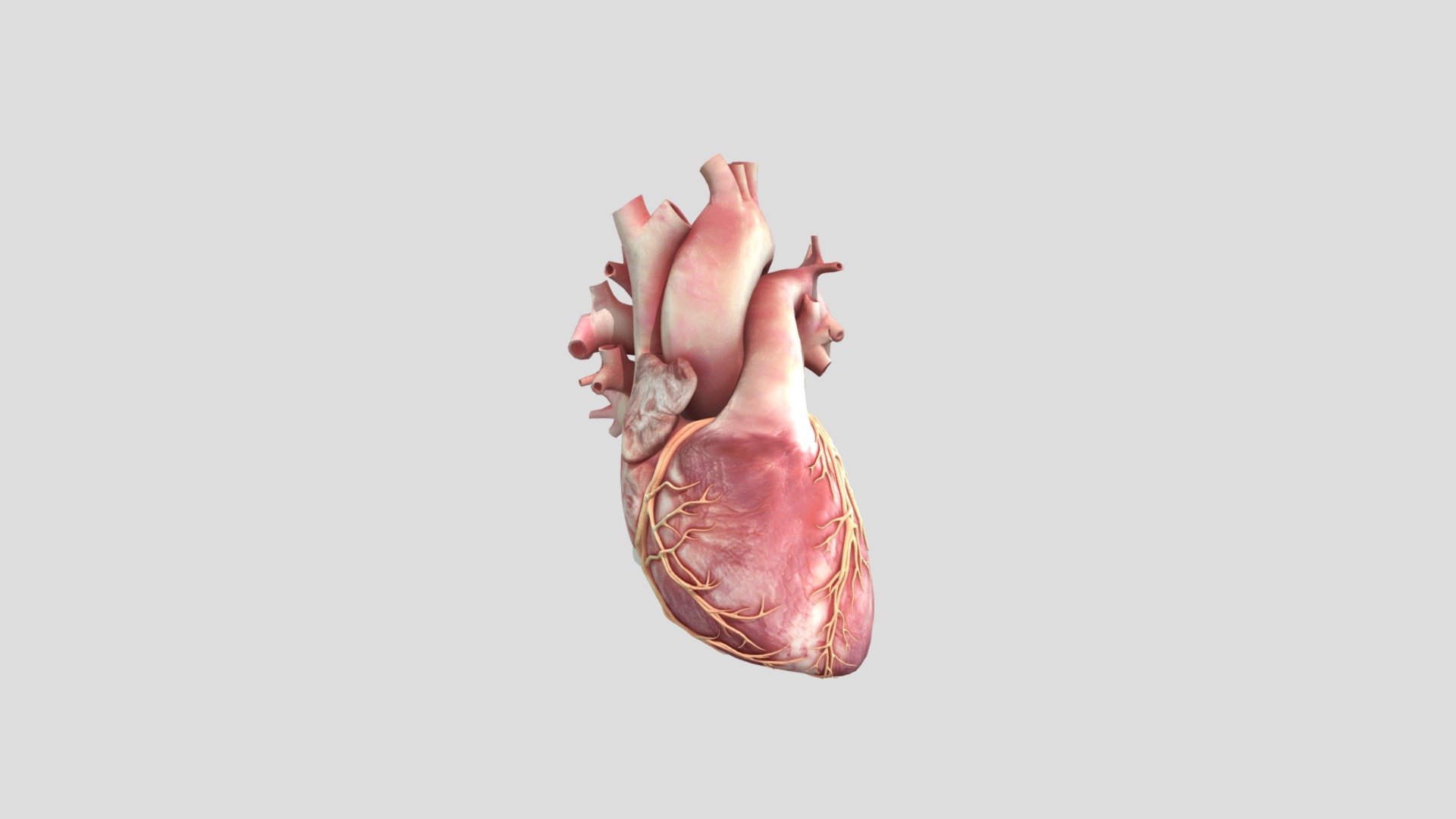 Human Heart - 3D model by Feeltech Digivation Pvt Ltd (@feeltechdigivation) [9c0cce1] - Sketchfab