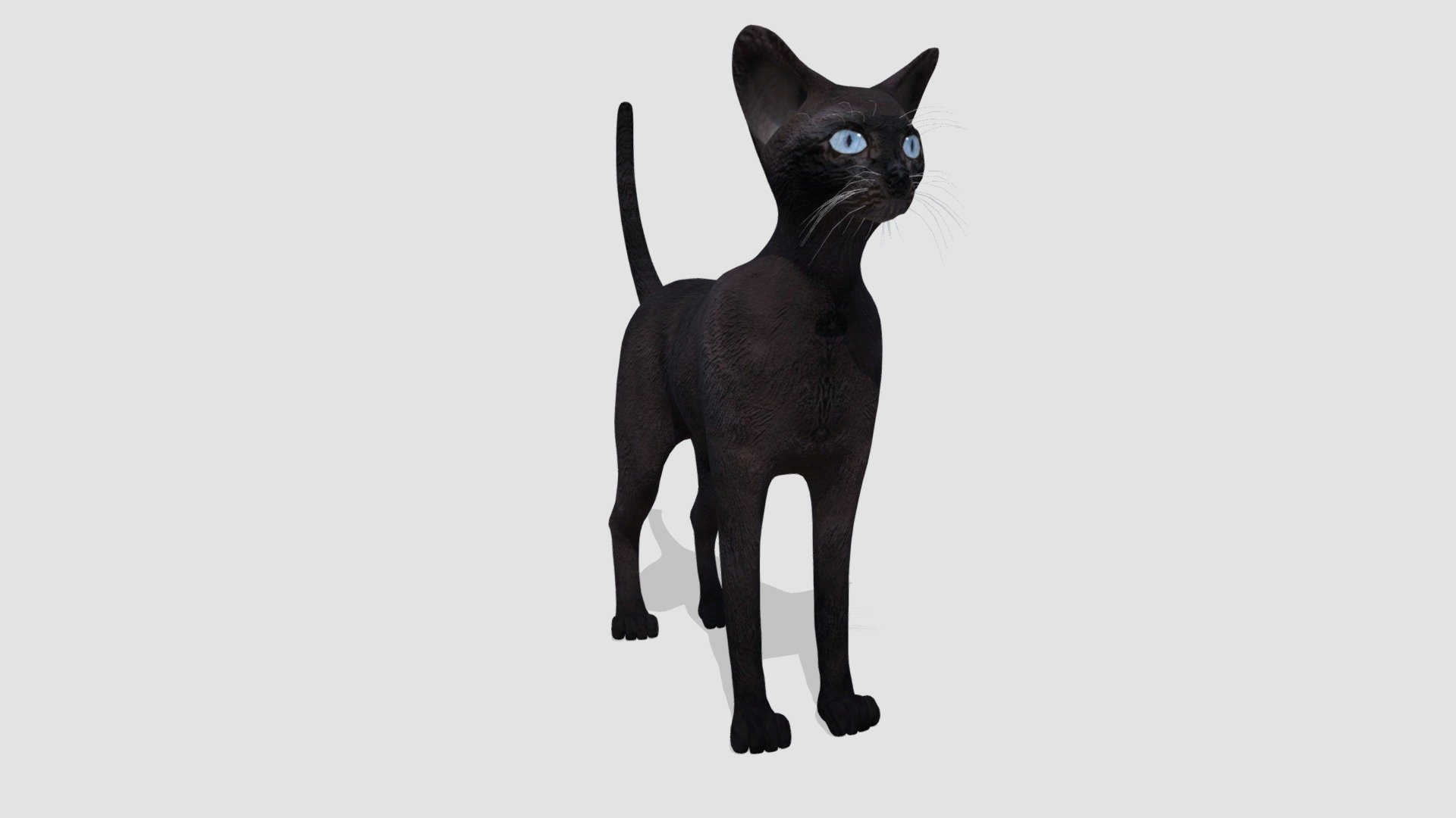 cat - Buy Royalty Free 3D model by Evermotion [9c0d003] - Sketchfab Store