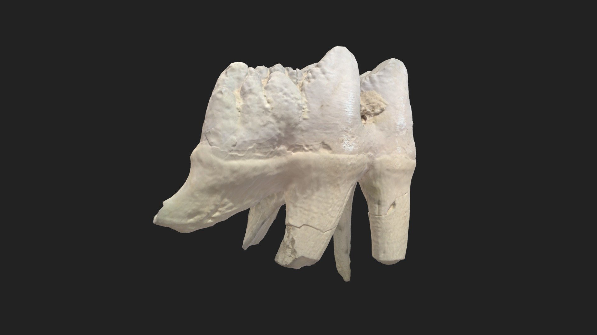 6th cheek tooth (2nd molar) pig (lower jaw) - Download Free 3D model by ...