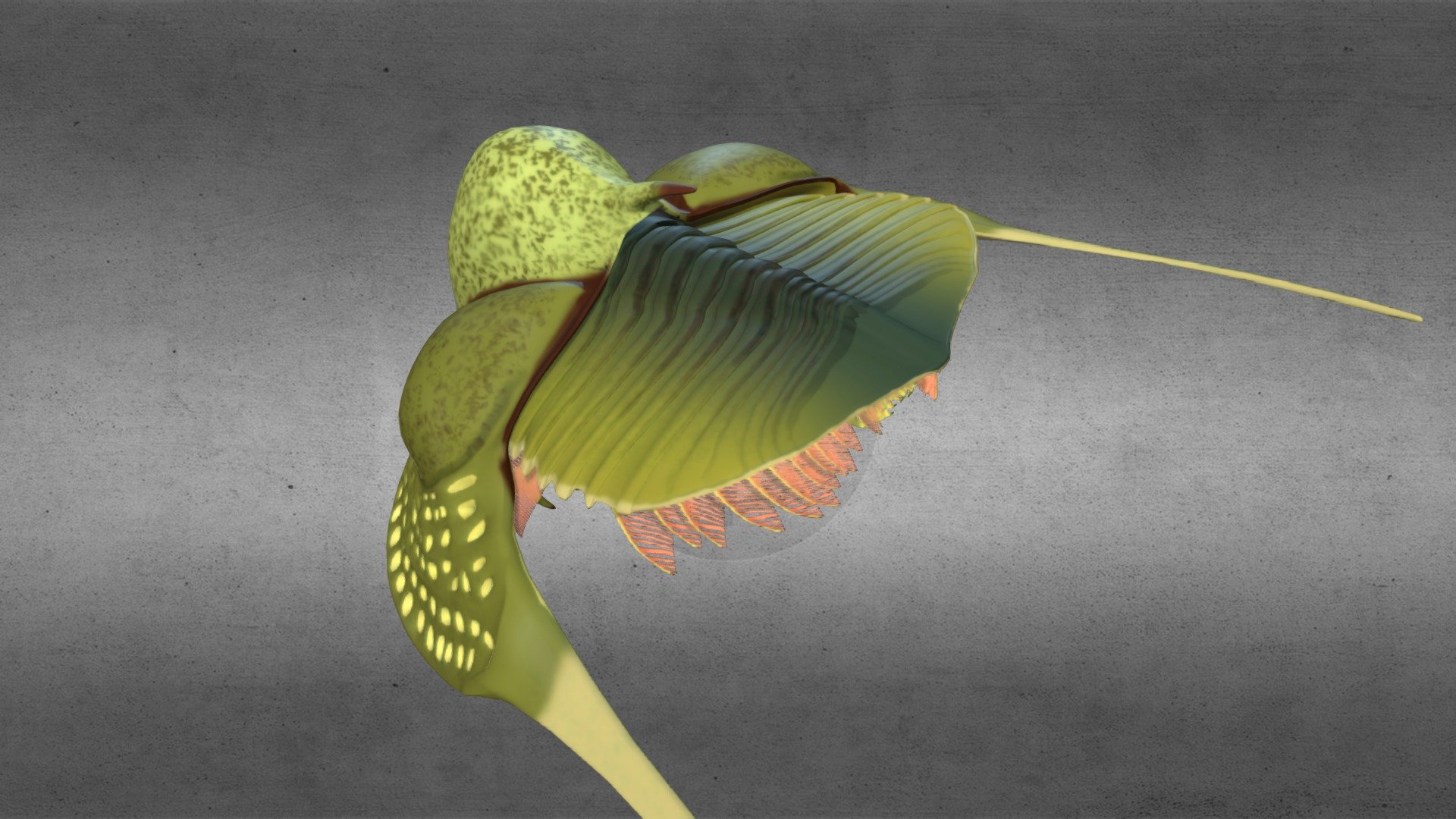 Cryptolithus - Buy Royalty Free 3D model by evolution.biologique ...
