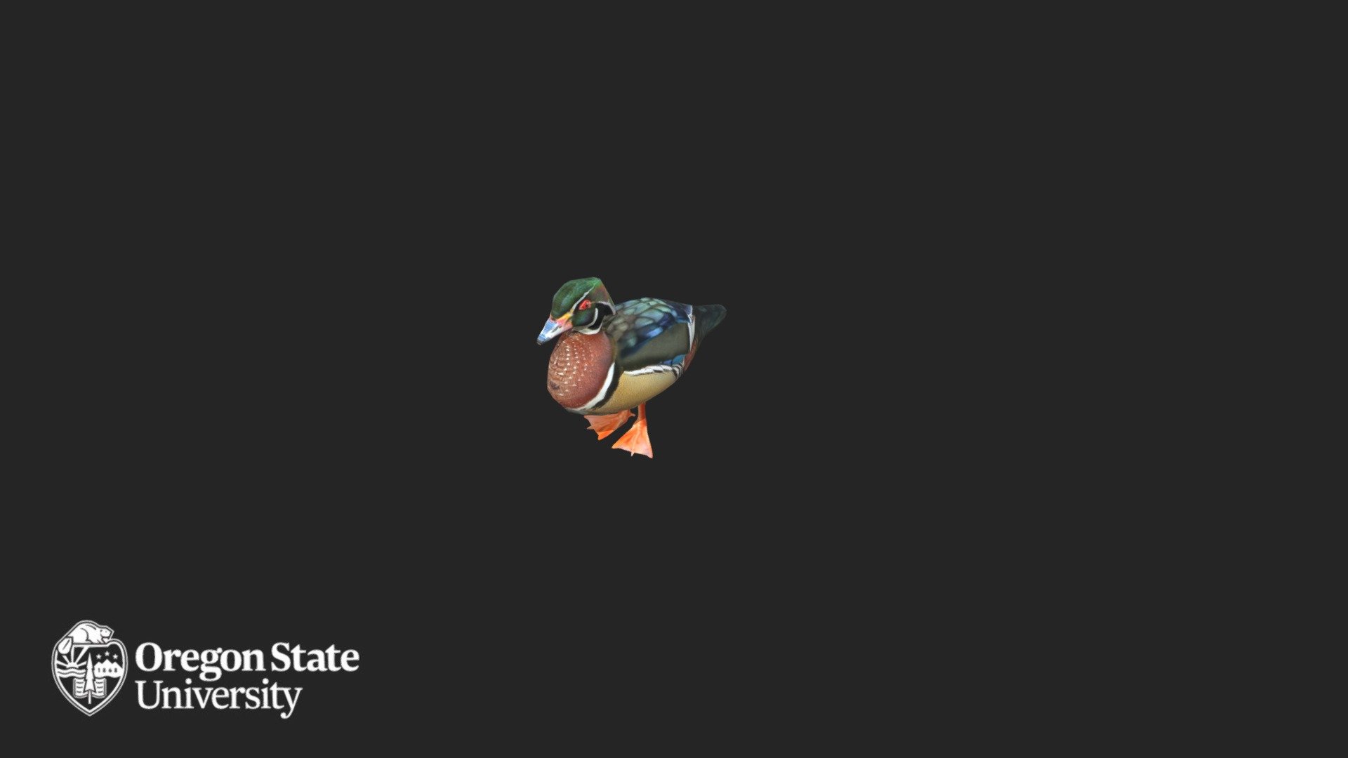 Wood Duck - Download Free 3D model by Oregon State University | Ecampus ...