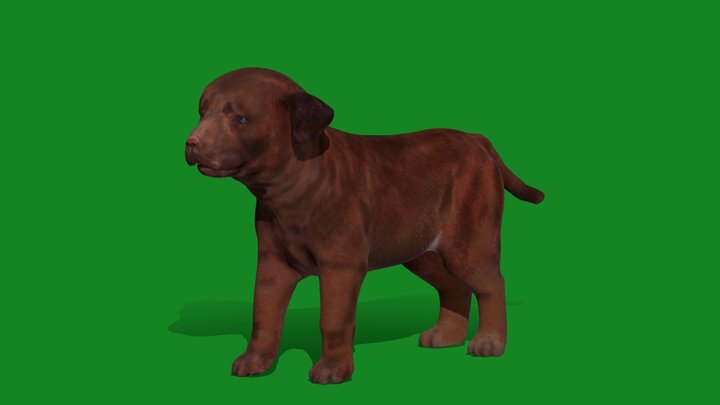 Labrador-retriever 3D models - Sketchfab