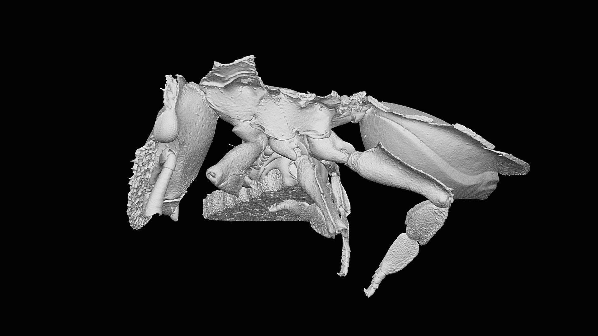 Cephalotes FHG01 worker - 3D model by Economolab (@arilab) [9c2288f ...