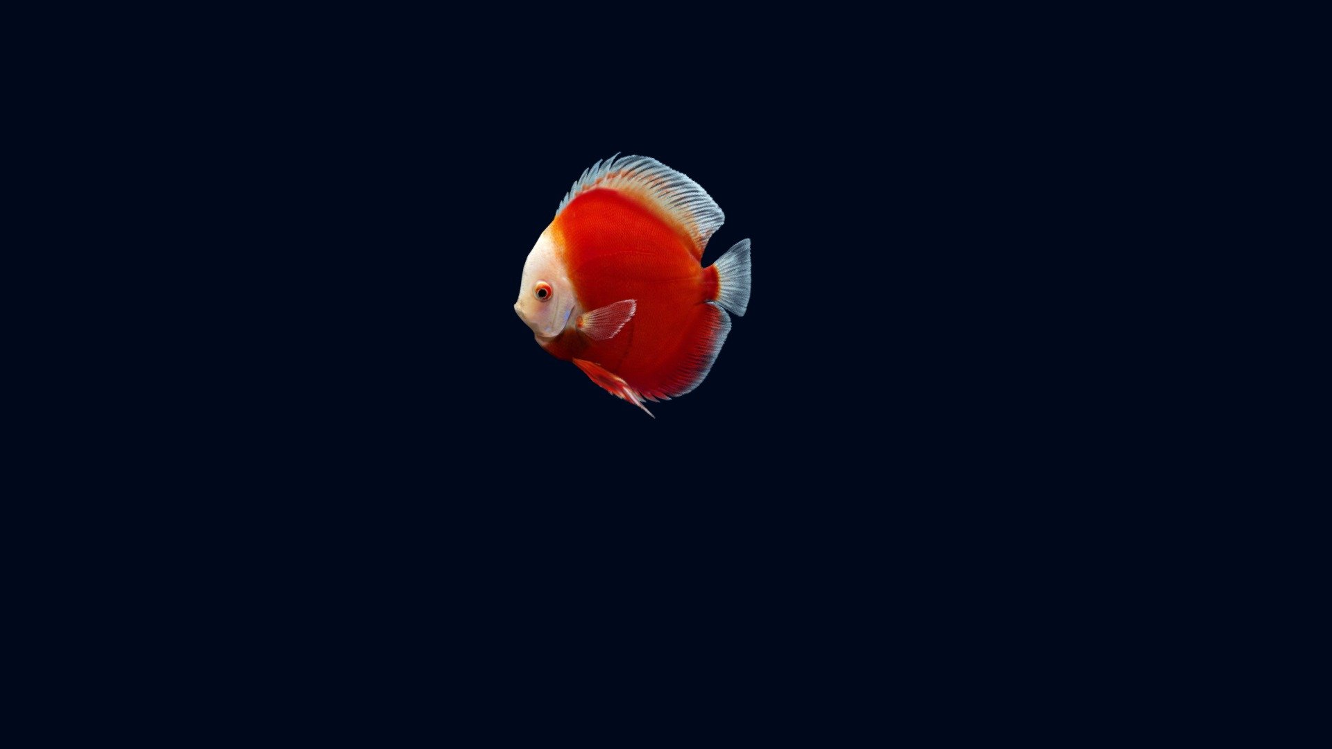 Discus Red Passion - Swim Loop - Buy Royalty Free 3D model by Mikhail ...
