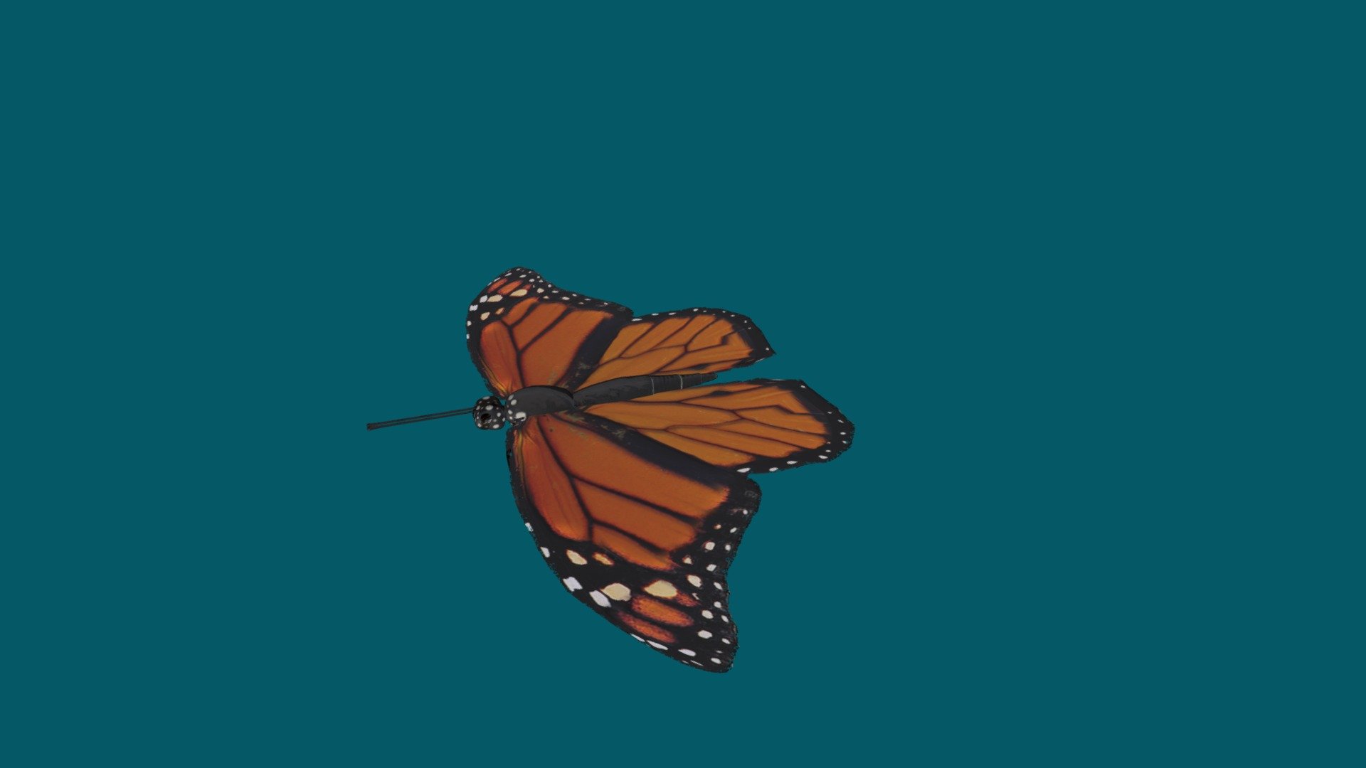 Butterfly Monarch - Download Free 3D model by kenchoo [9c2a640] - Sketchfab