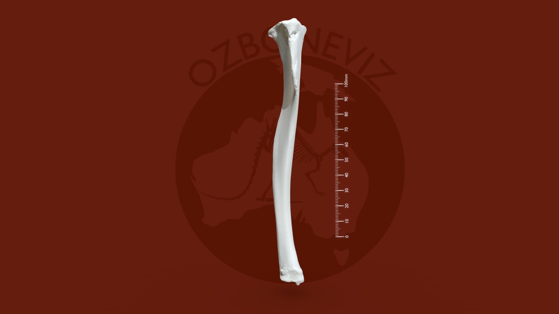 Black striped wallaby tibia - 3D model by Ozboneviz [9c2b984] - Sketchfab