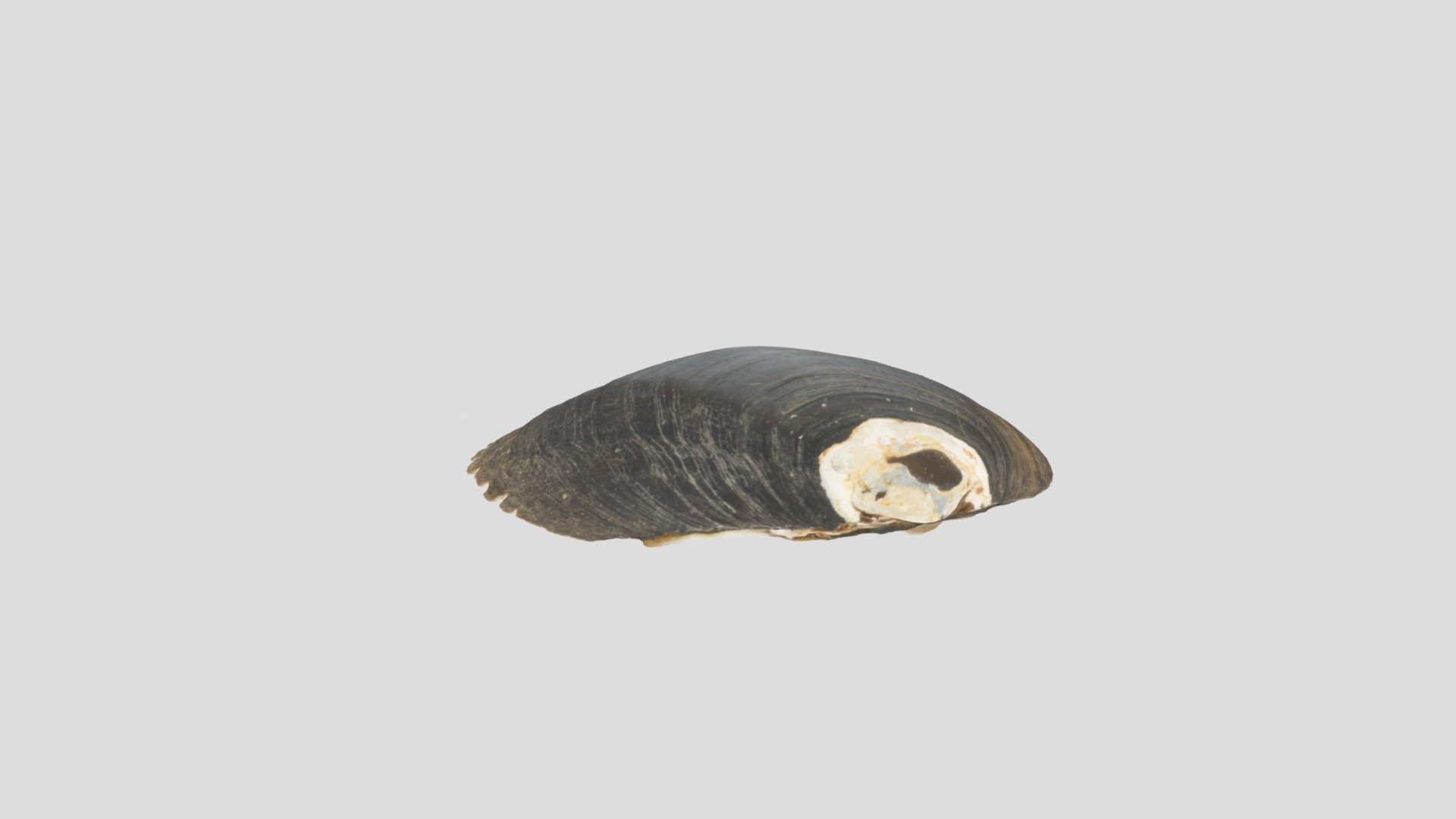 Freshwater Mussel Shell Replica Artifact - 3D model by emilynisch ...
