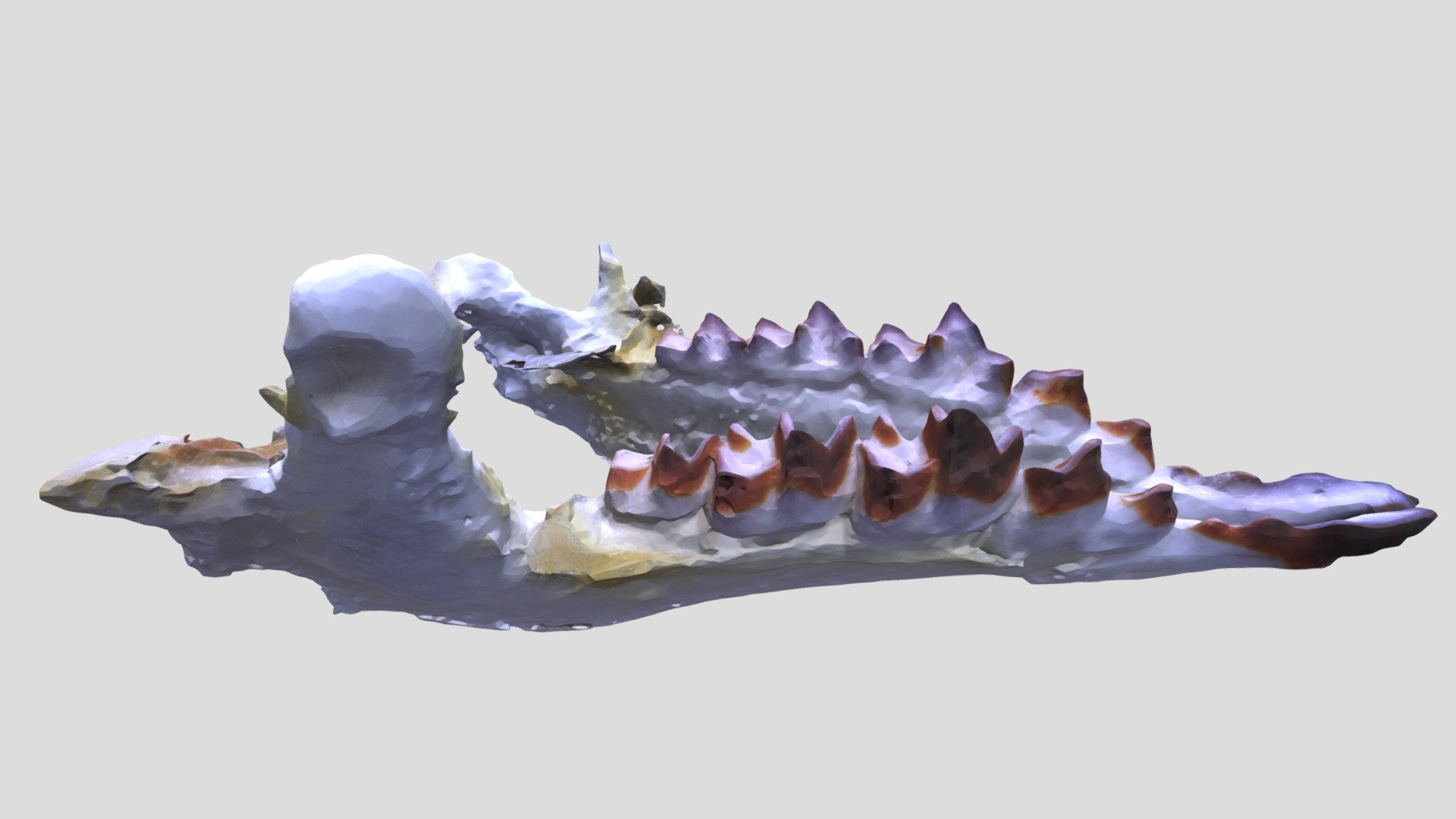 UWYMV:Mamm:2248, Sorex vagrans, mandible - Download Free 3D model by ...