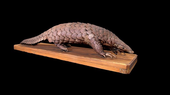 Pangolin 3D models - Sketchfab