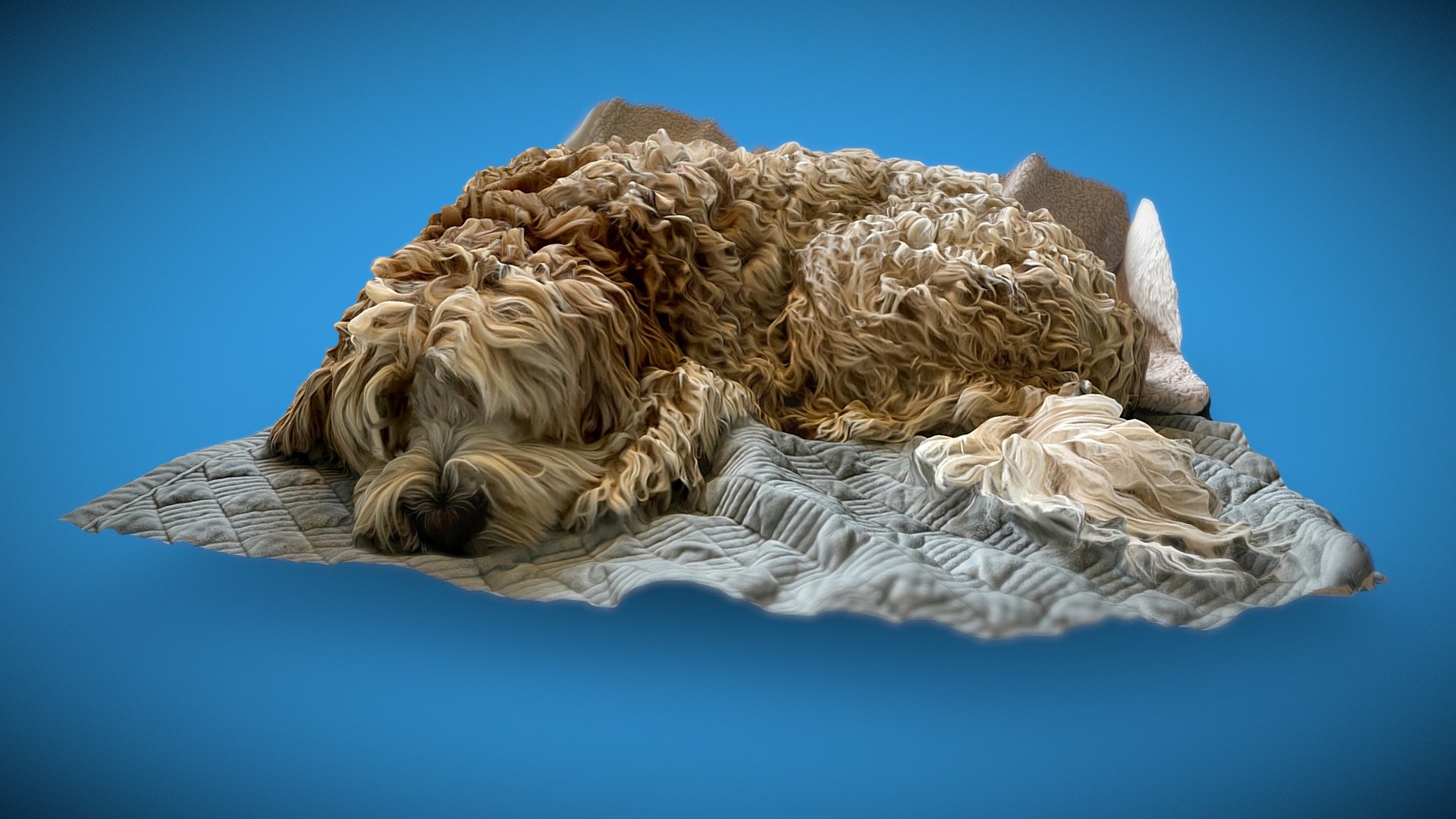 Rocco - ARKit scan - Download Free 3D model by jtressle [9c34d1b ...