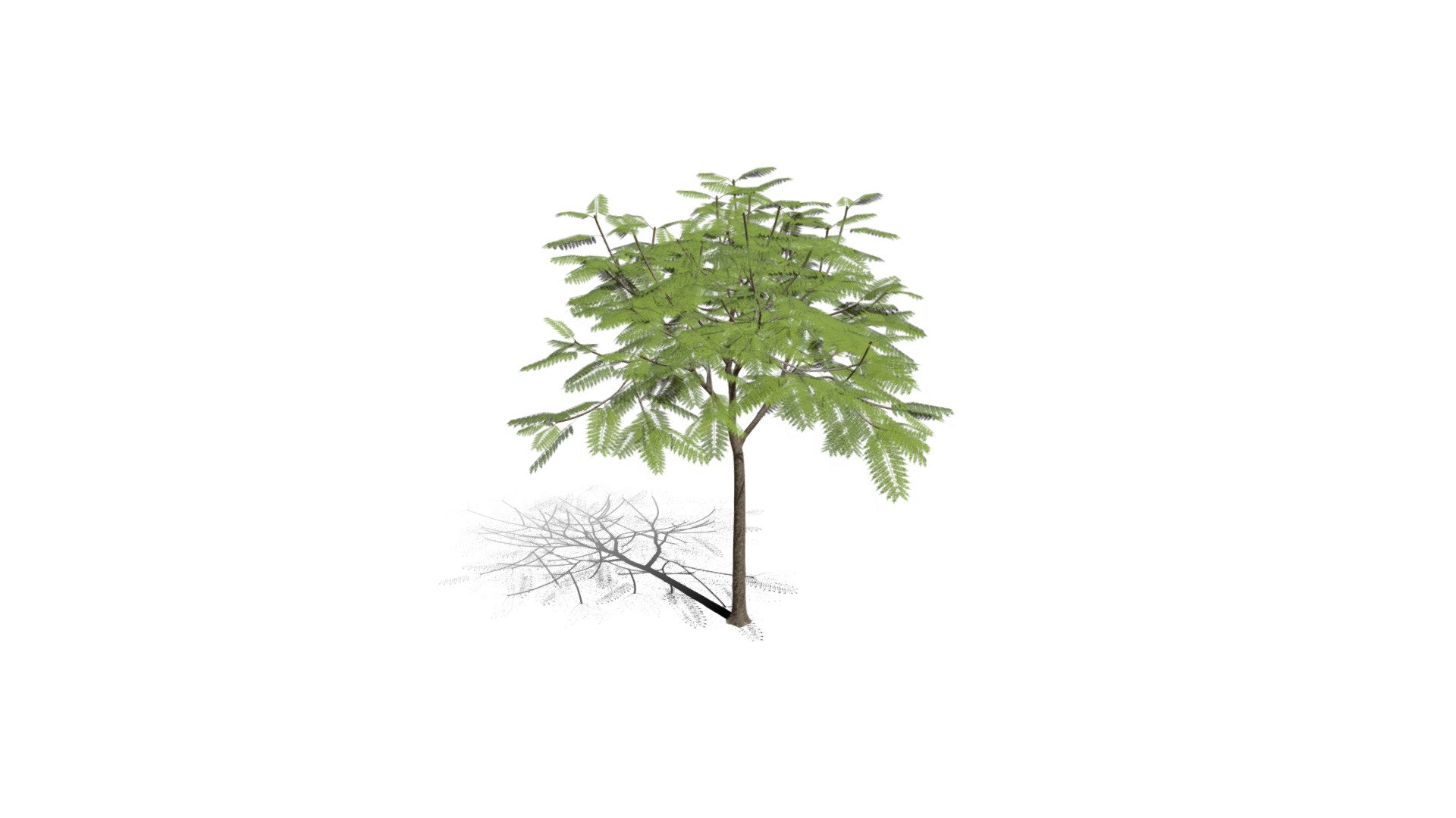 Realistic HD Blue jacaranda (11/40) - Buy Royalty Free 3D model by ...