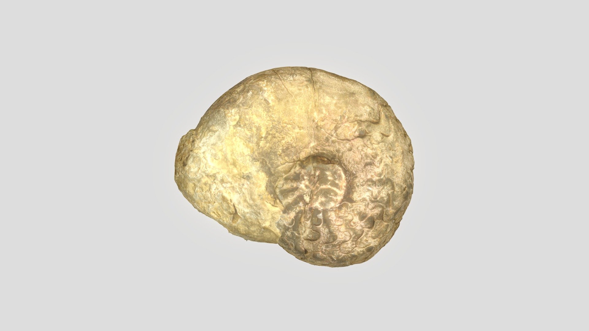 Ceratites - Download Free 3D model by Atlante virtuale 3D Geoscienze ...
