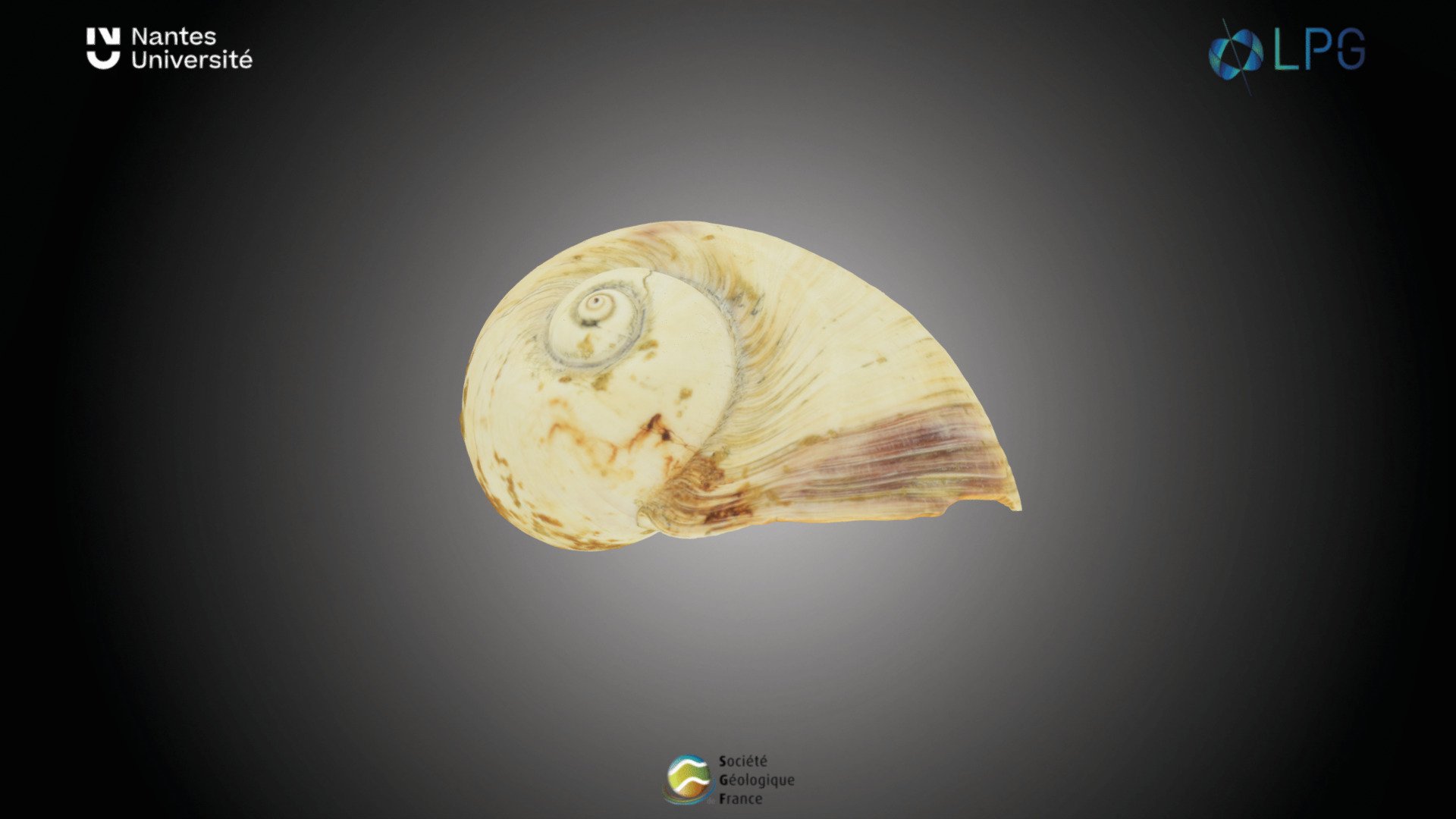Gasteropode - Natica sp. - Download Free 3D model by Société Géologique ...