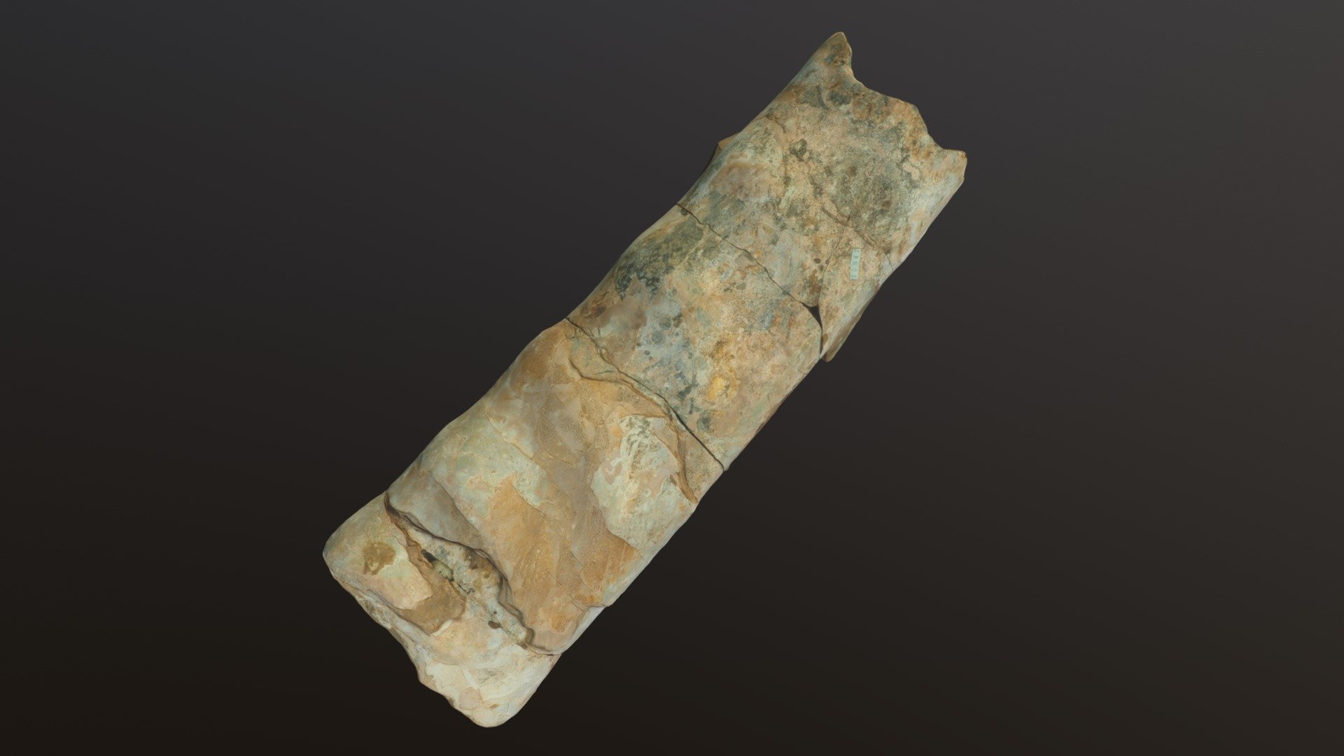 Baculites grandis 15847 Lincoln County, CO - Download Free 3D model by ...