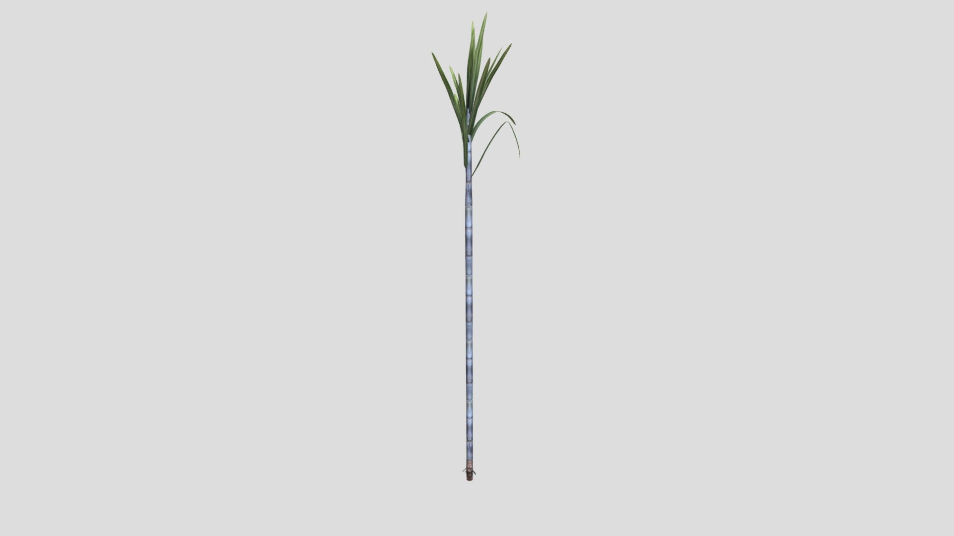 Suger Cane (rigged ) - Download Free 3D model by rbkavin [9c490e3 ...