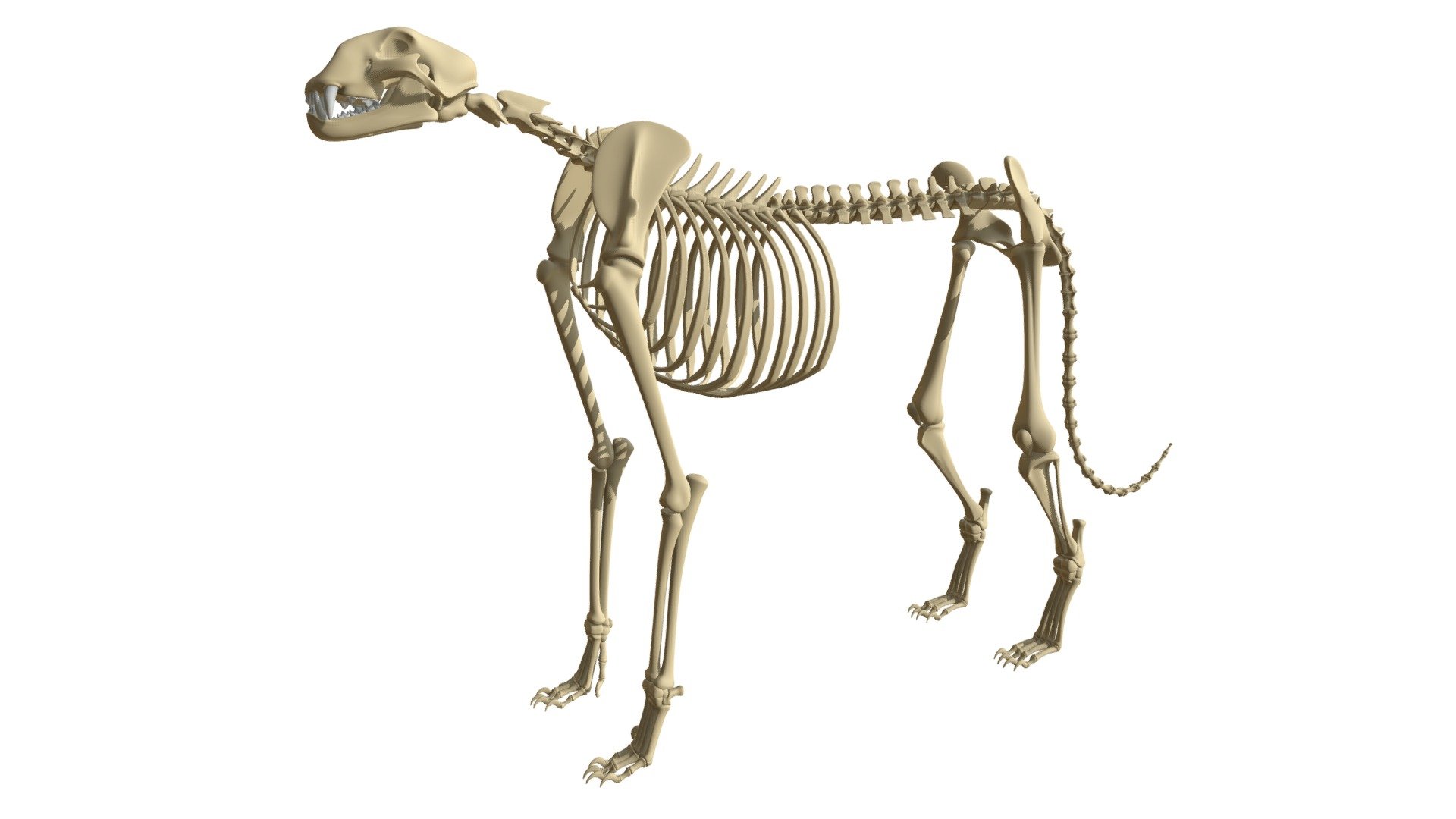 Cheetah Skeleton - Buy Royalty Free 3D model by 3DHorse [9c4d4d5 ...