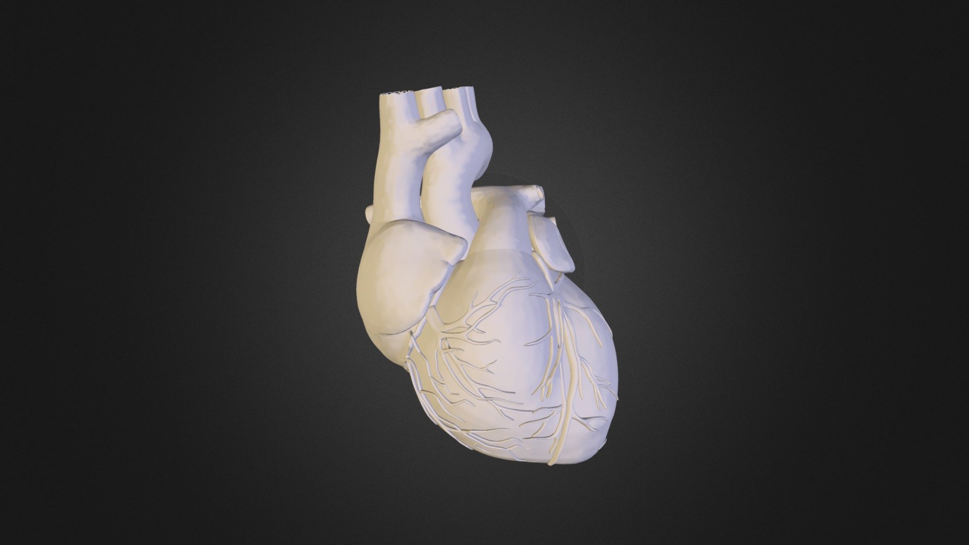 Heart - 3D model by grmdgs [9c4f3e6] - Sketchfab
