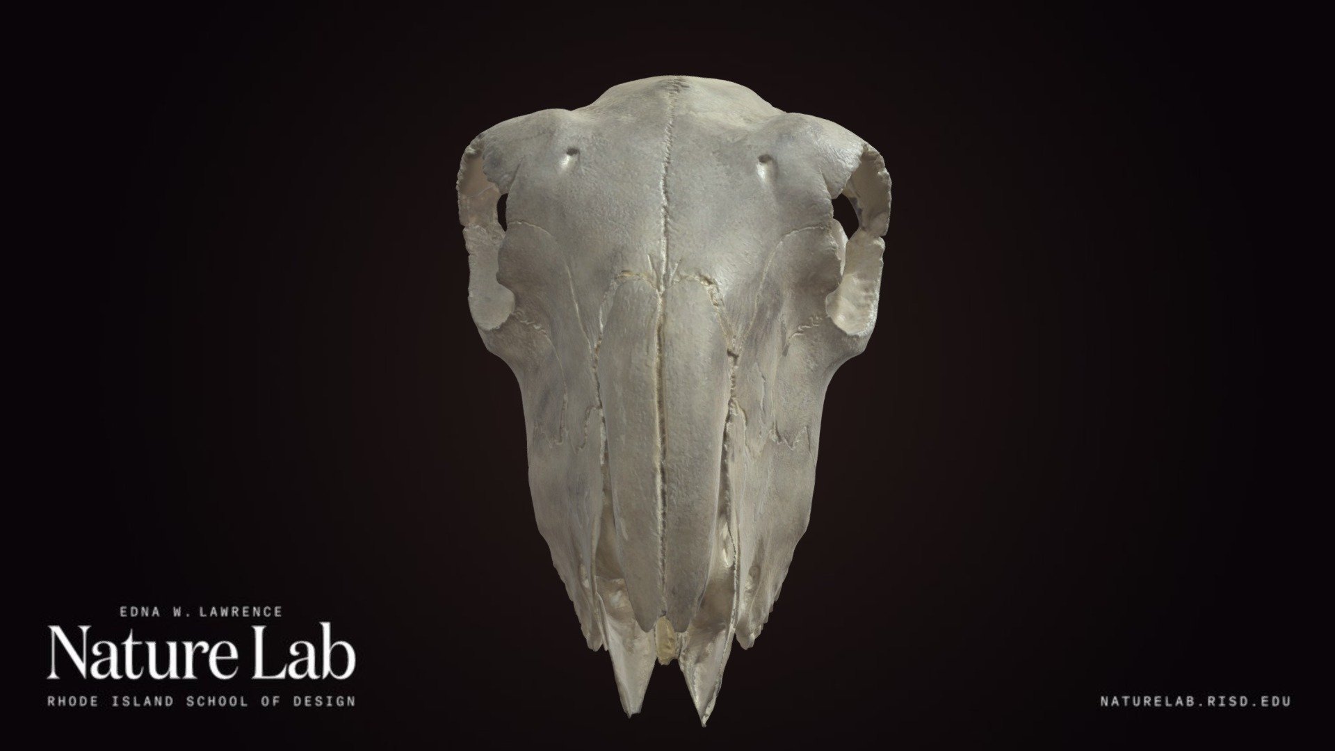 Sheep Cranium - Download Free 3D model by RISD Nature Lab ...