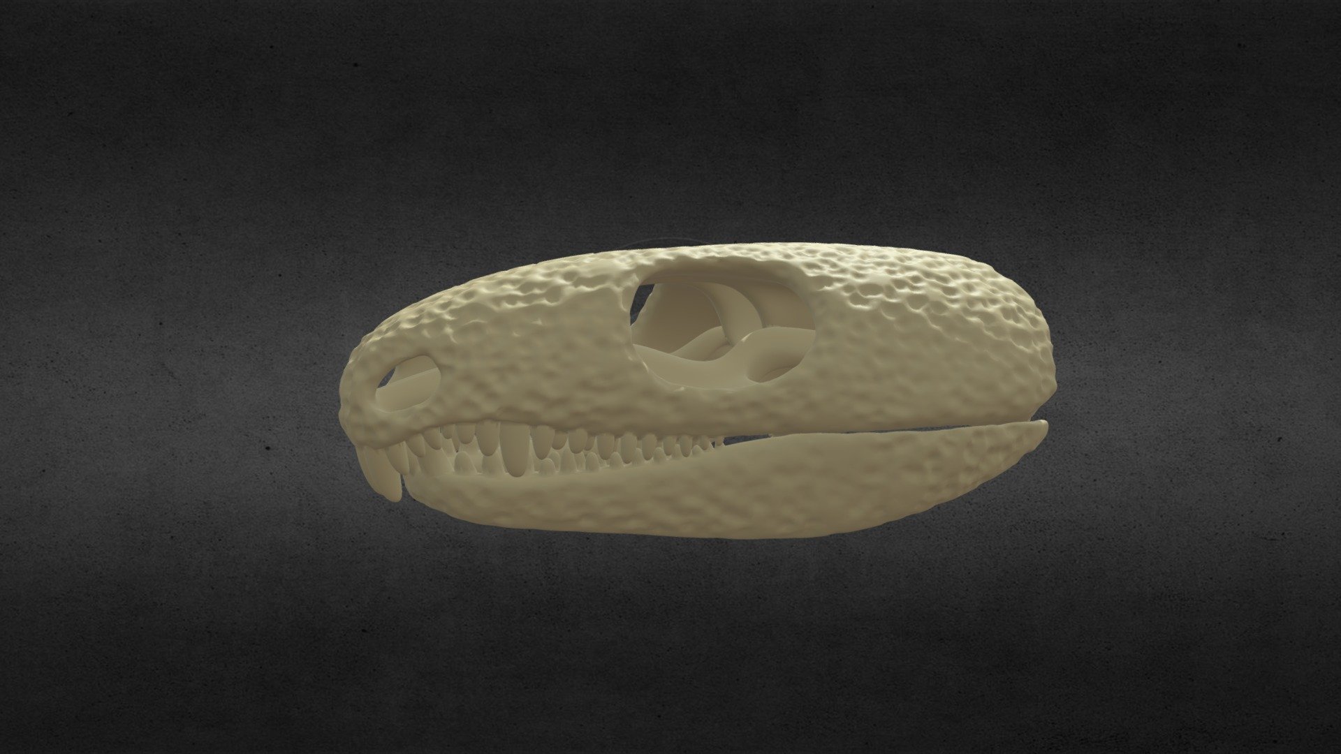 Captorhinus Skull with Lower Jaw - 3D model by Blue Appaloosa ...